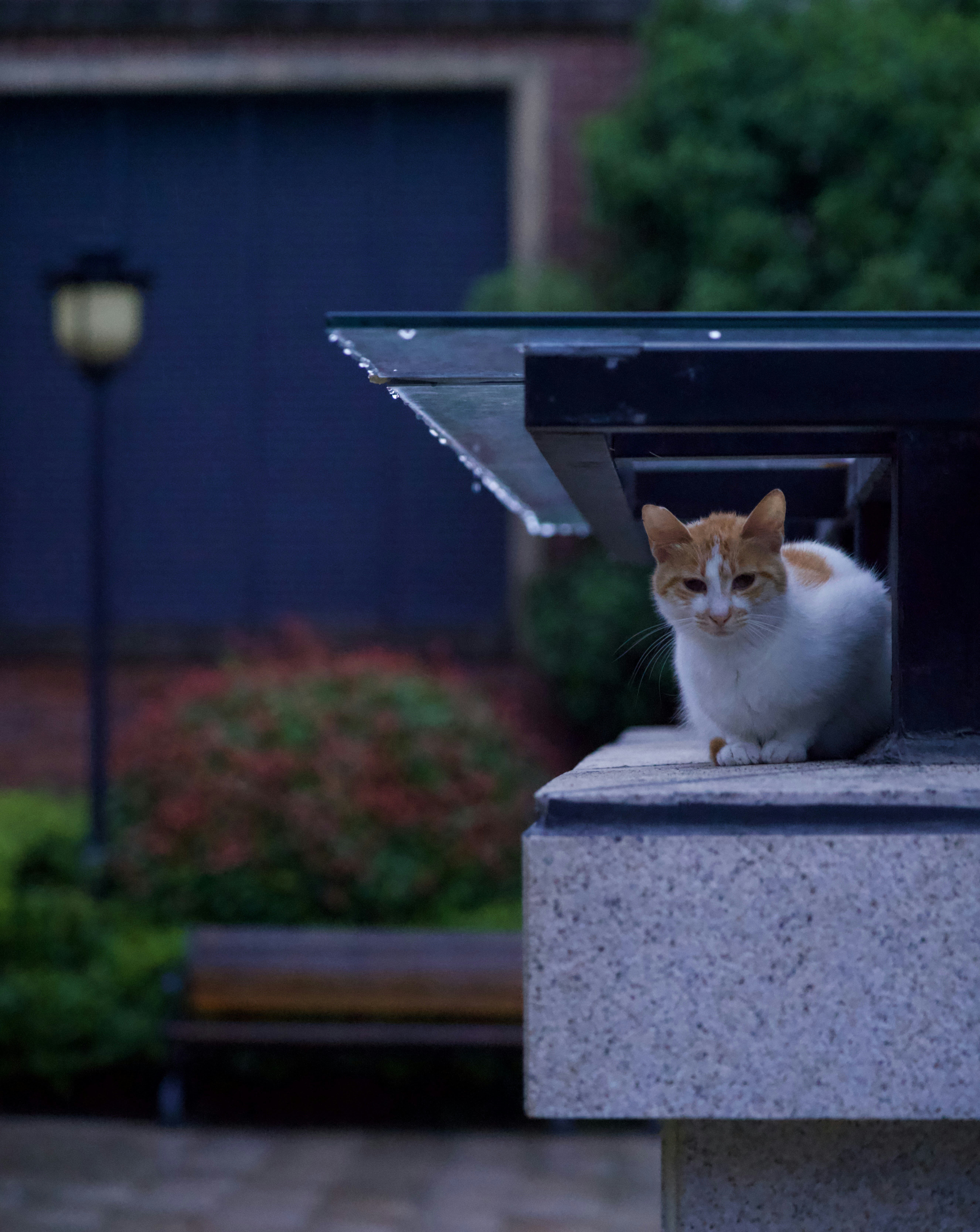 Edge of Shelter: A Curious Cat Pauses on the Concrete Ledge Beneath a Metal Canopy