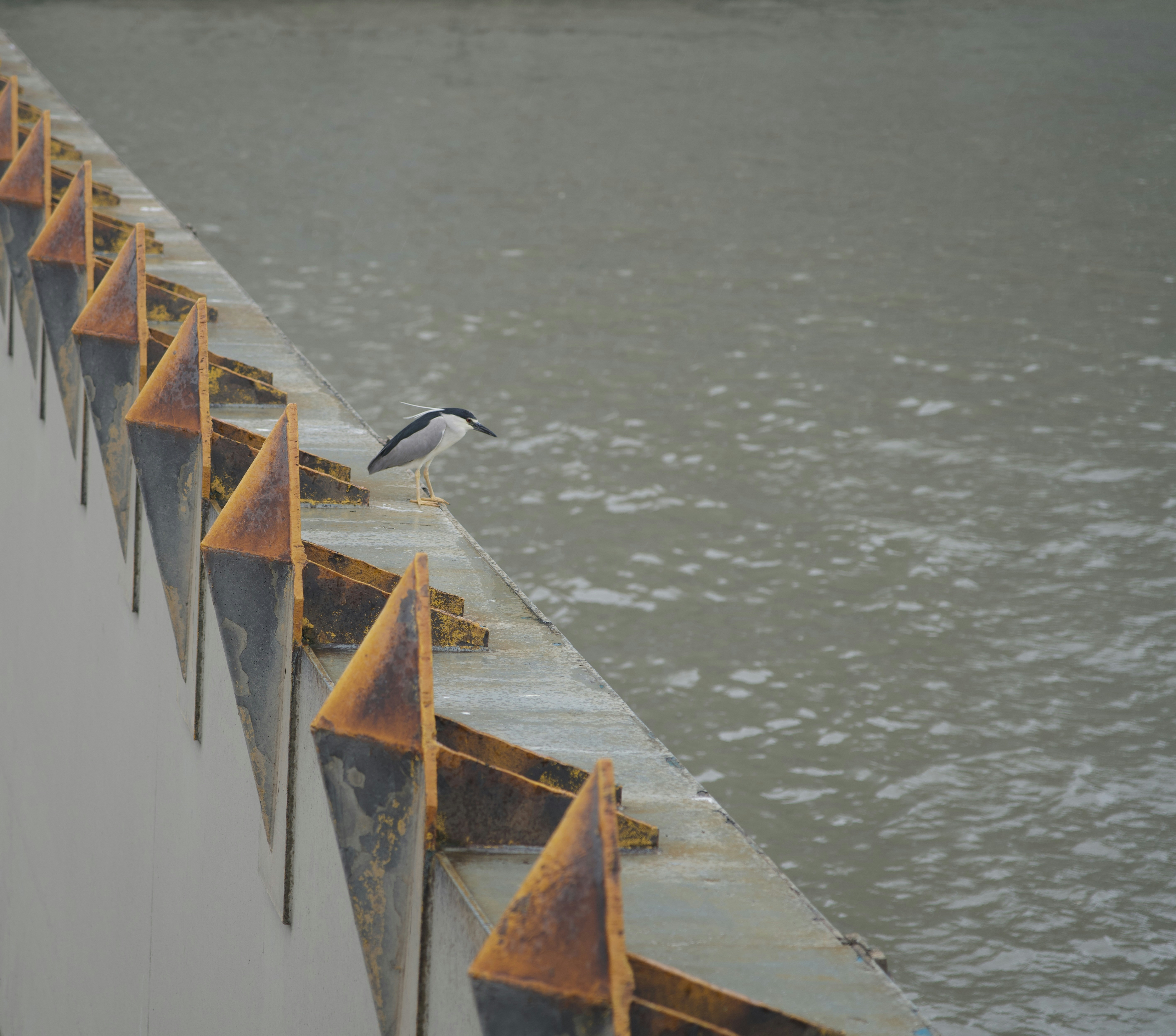 Gull on a rusted ridge: a row of orange triangles guarding the water