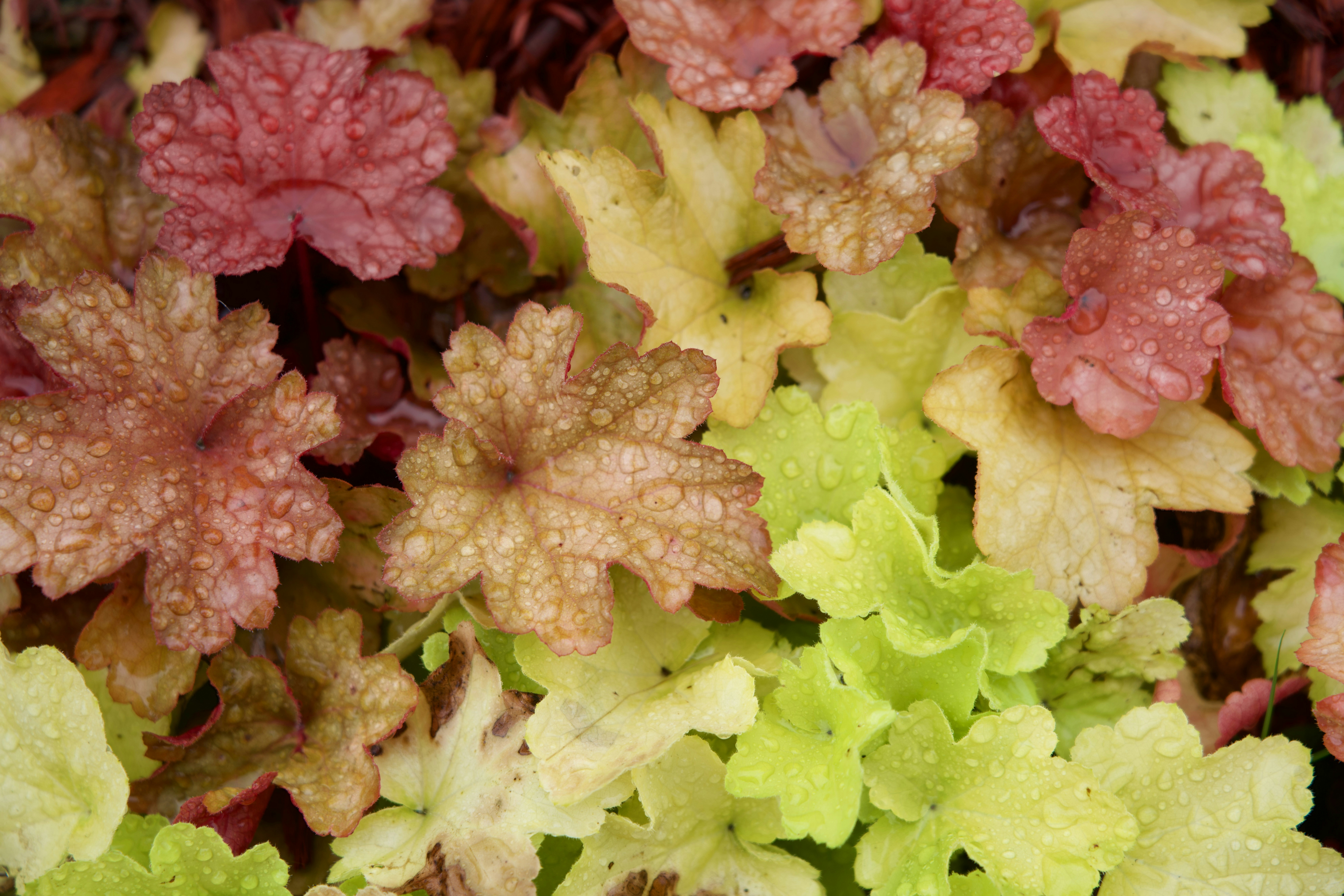 A close up of many different colored plants photo – Free Leaf Image on ...