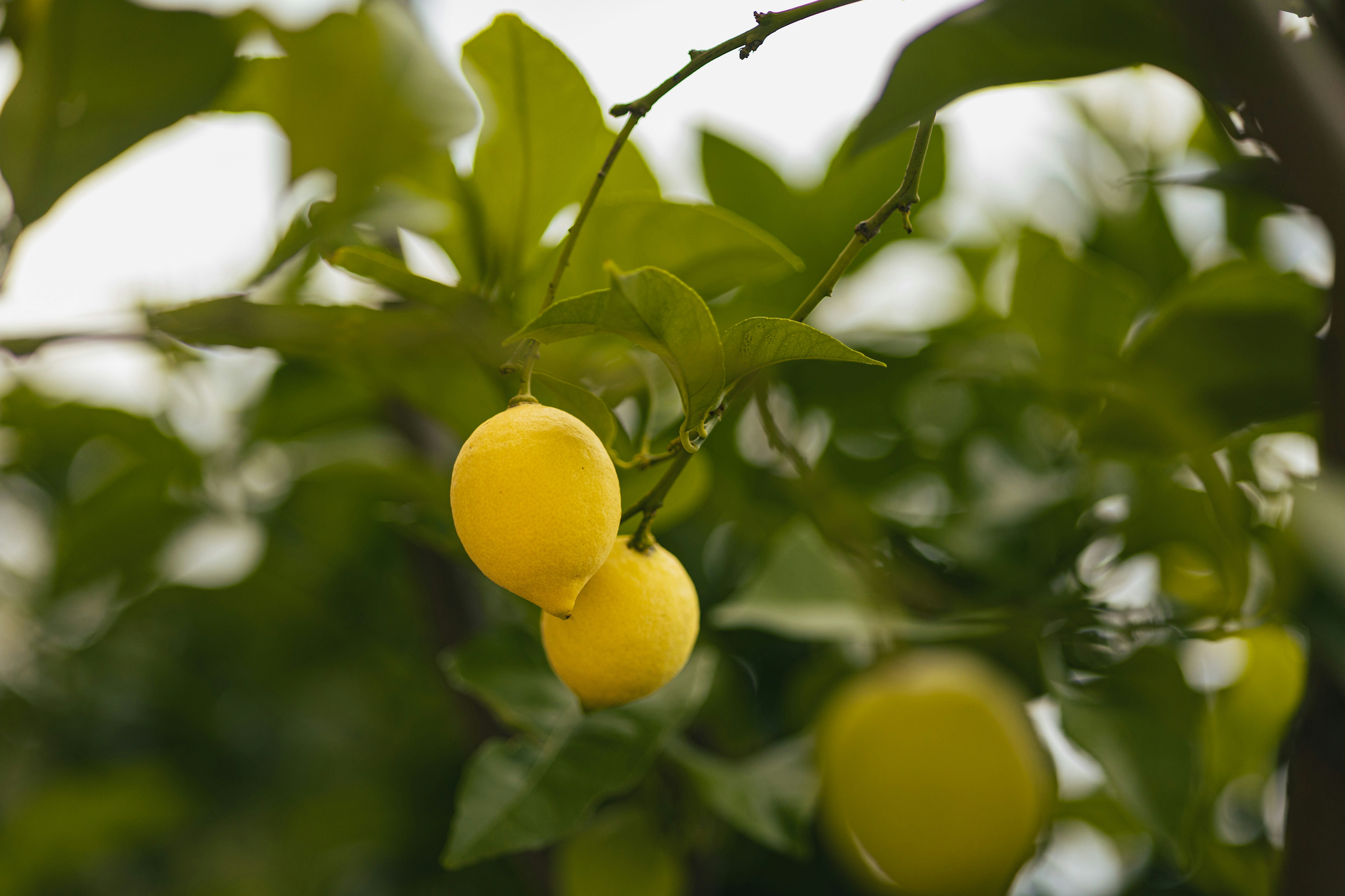 Two lemons hanging from a tree with green leaves photo – Free Citrus ...