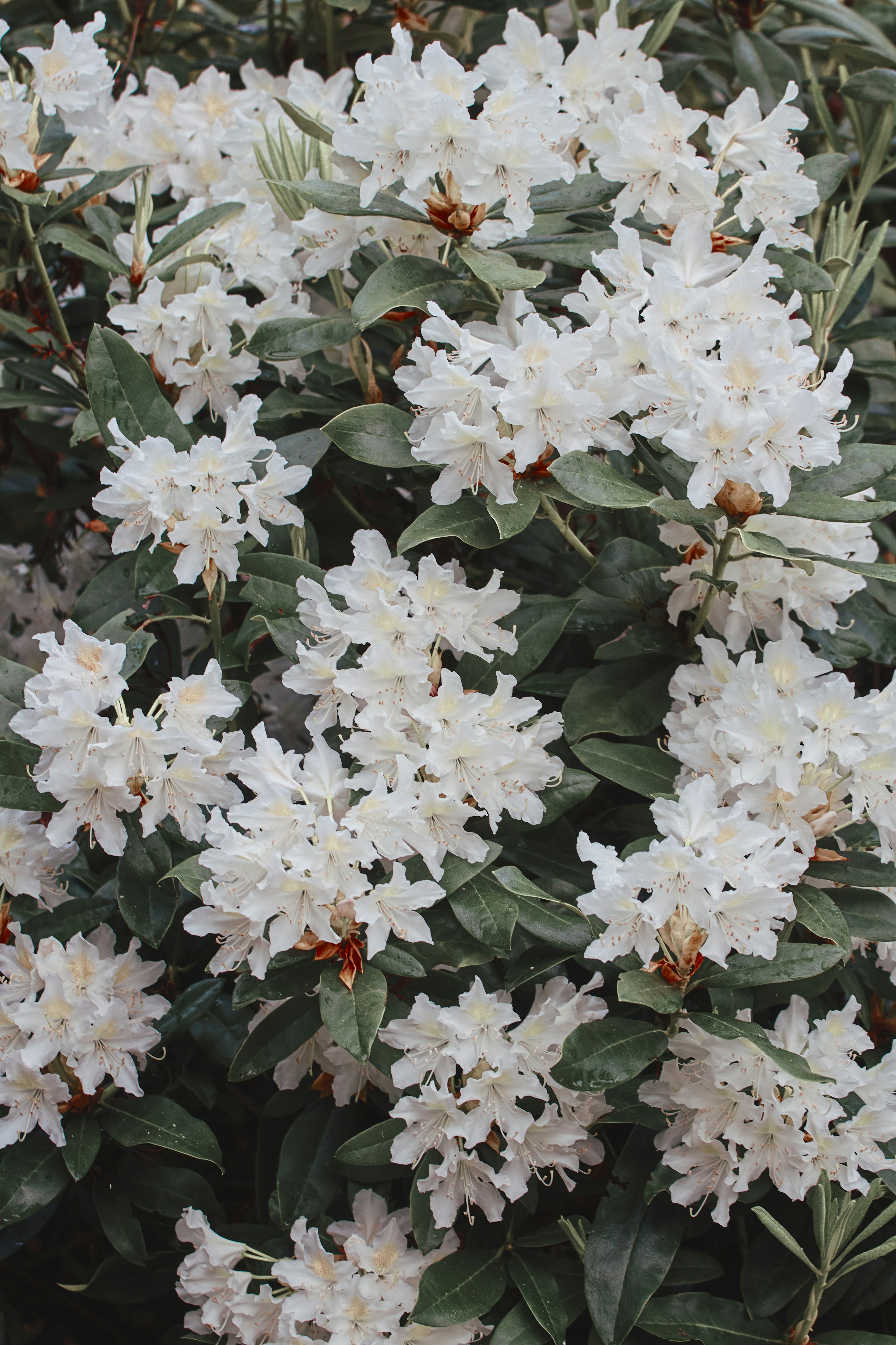 Cloud-White Rhododendron Cascade in a Quiet Green Thicket