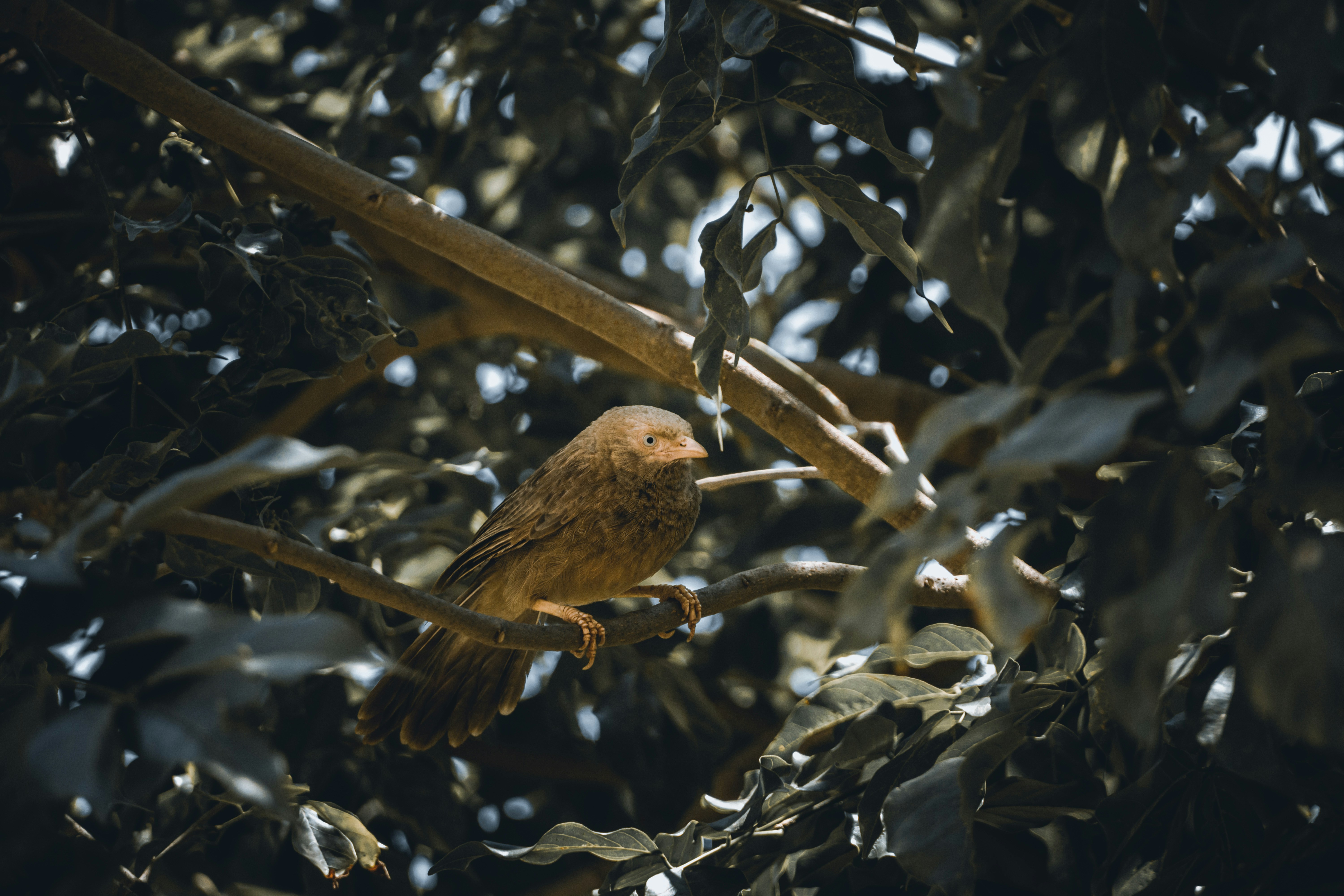 Jungle babbler | a bird perched on a branch of a tree