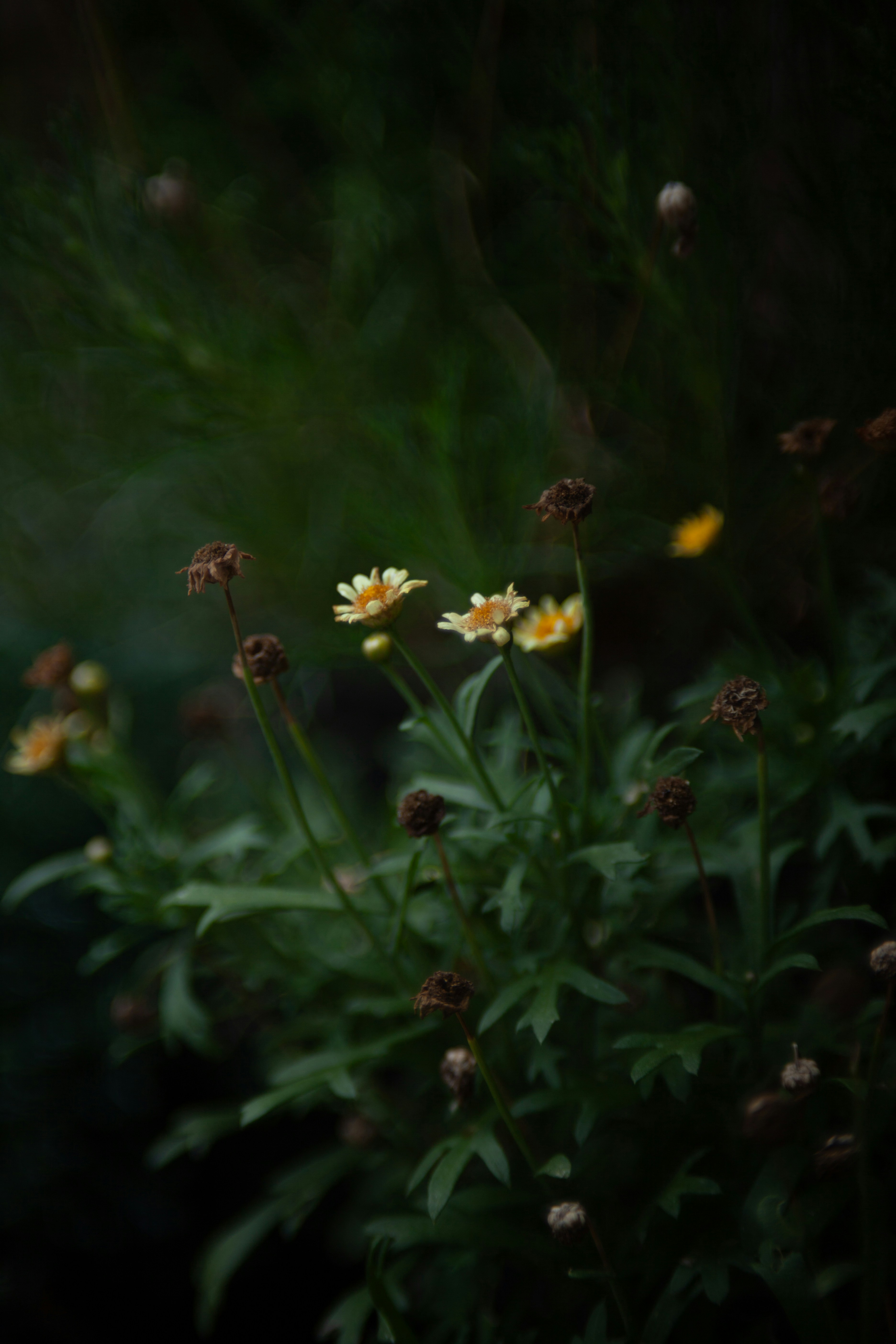 JSR (4185) - Deal Approval Unexpectedly Delayed, As Expected - Travis Lundy