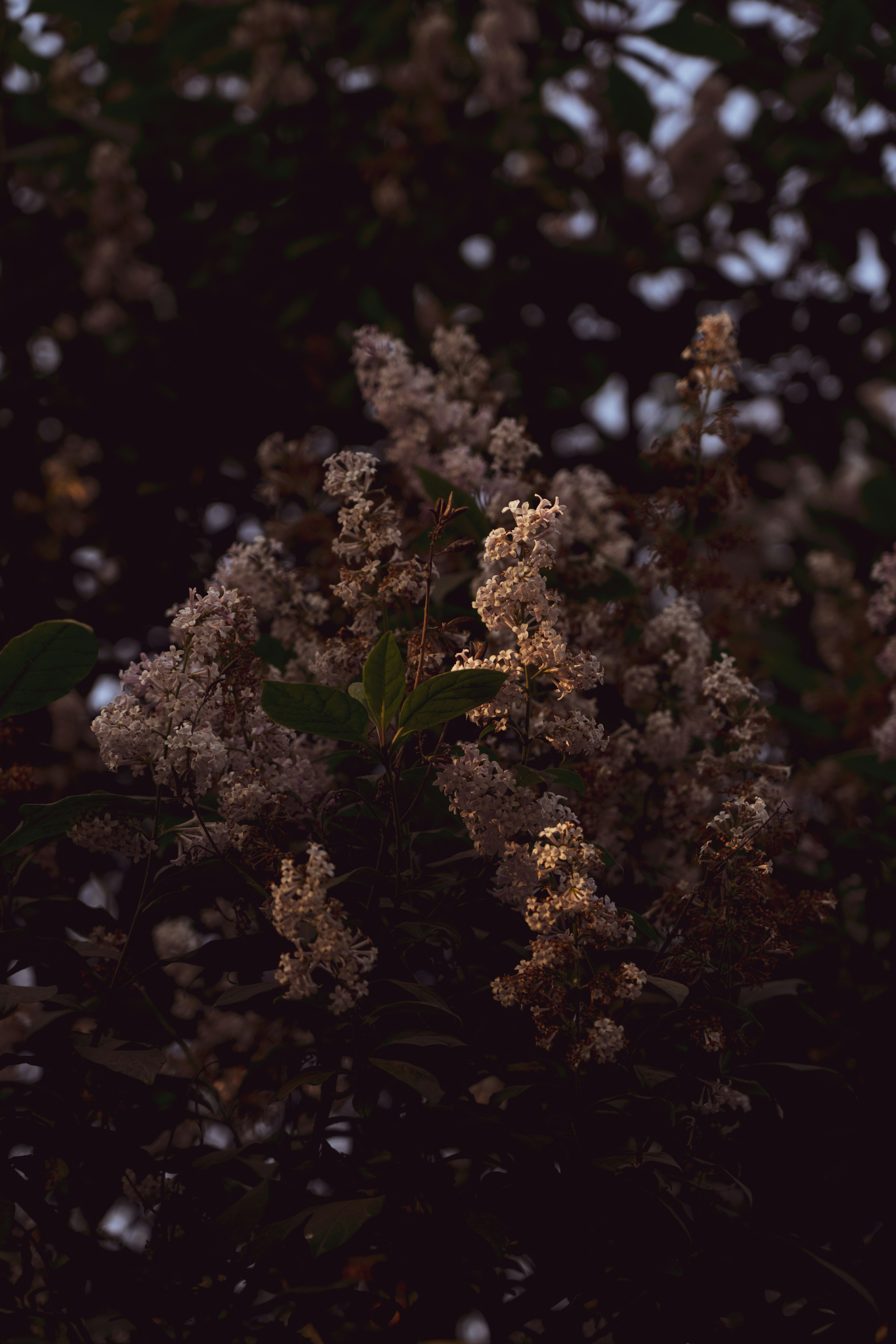 Whispers of Lilac in a Velvet Night