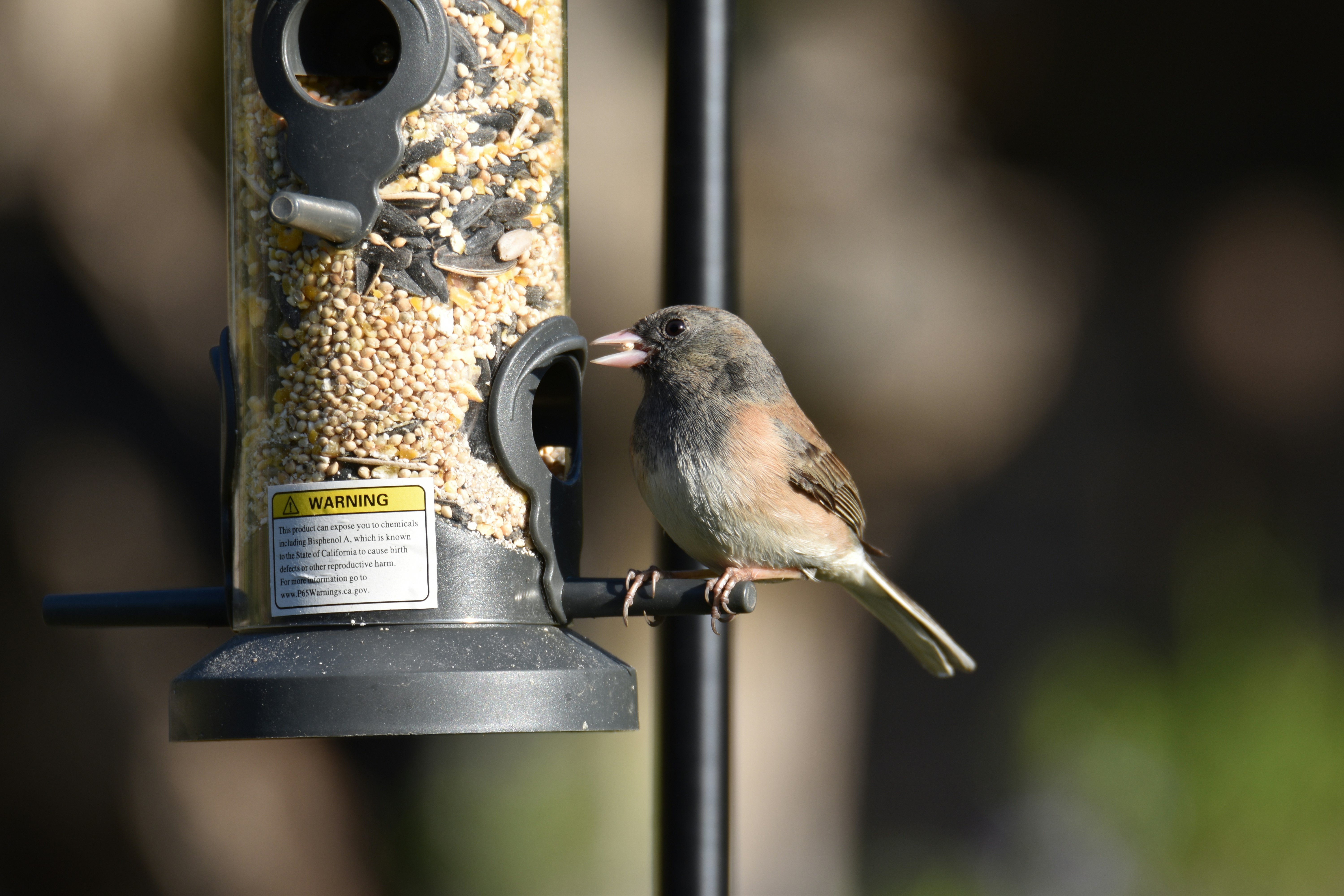 Dark-eyed junco perched at a bird feeder, enjoying seeds in a sunlit garden.