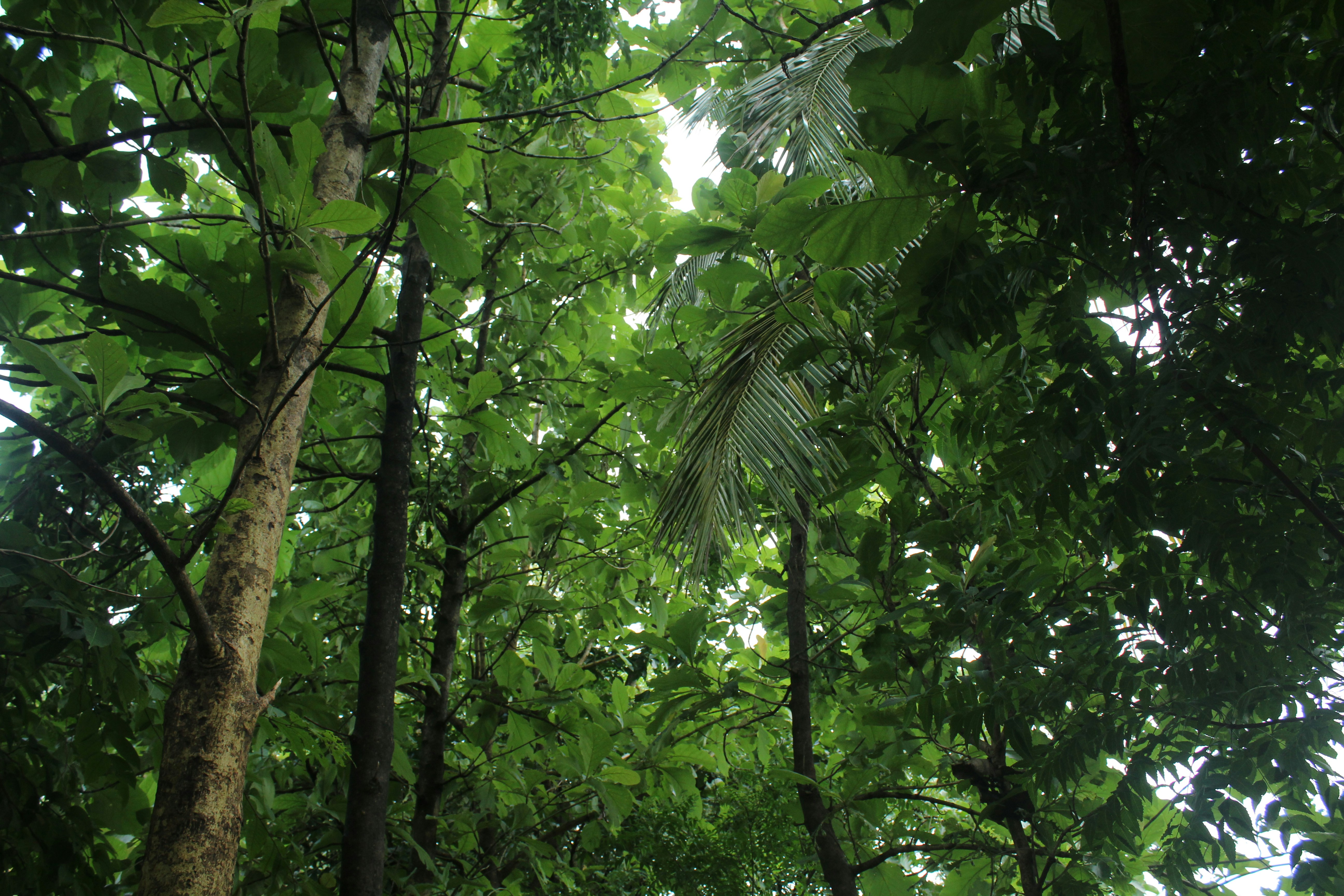 Lush green foliage creates a dense canopy overhead, filtering soft light in a tranquil forest setting.