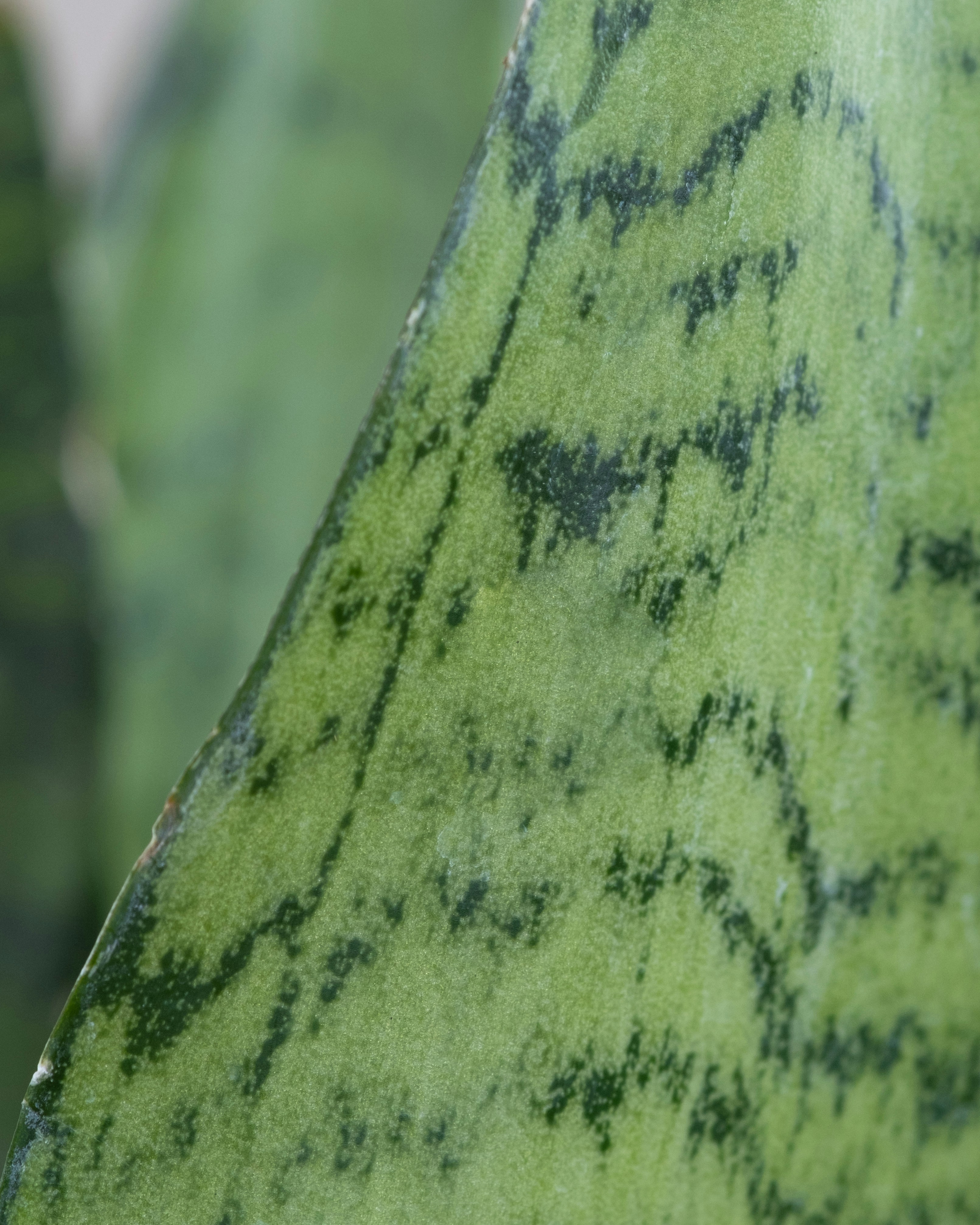 Pflanze Schwiegermutterzunge Detailaufnahme.