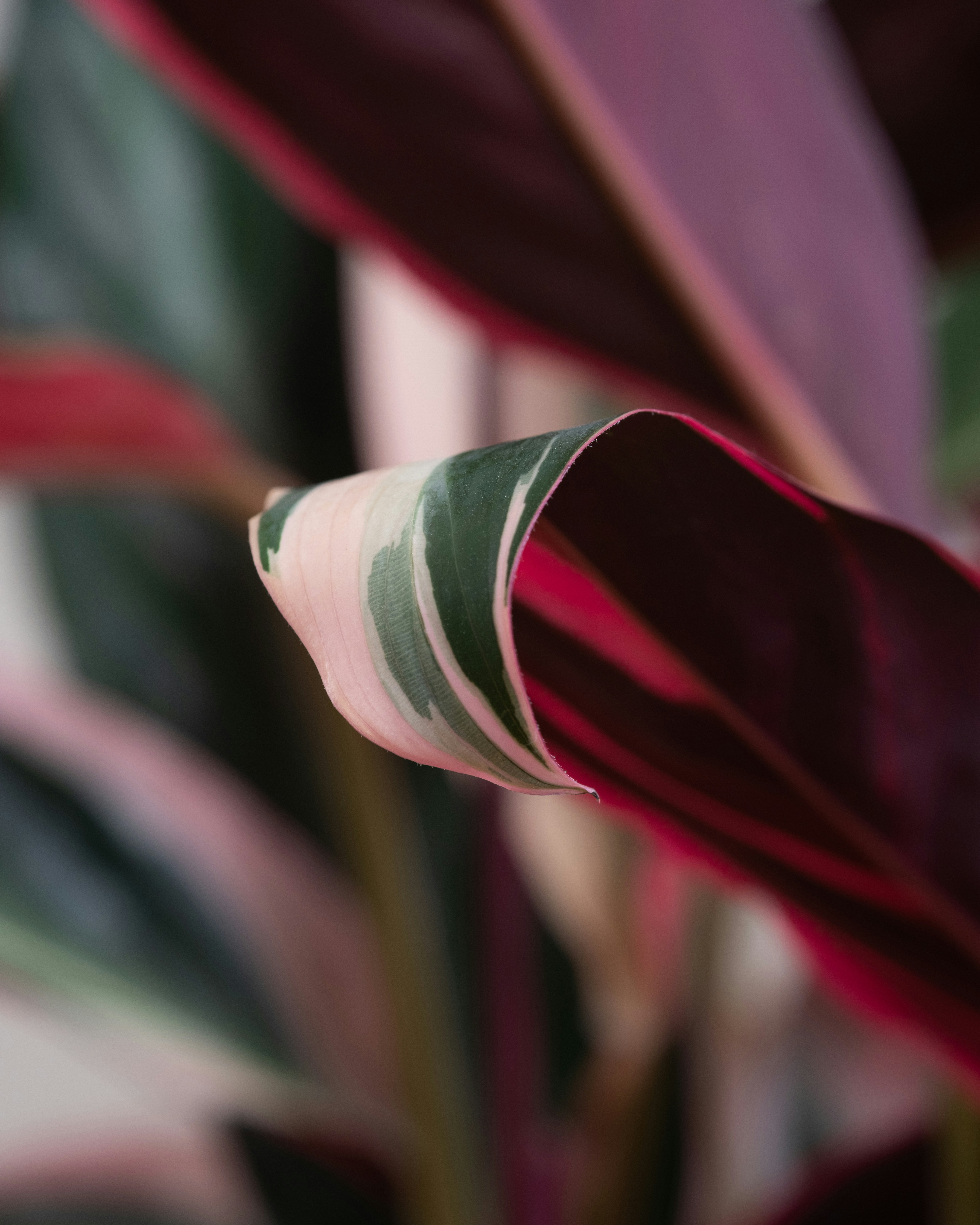 Curled Variegation: A Macro Portrait of a Green-and-Cream Leaf in Velvet Pink Light