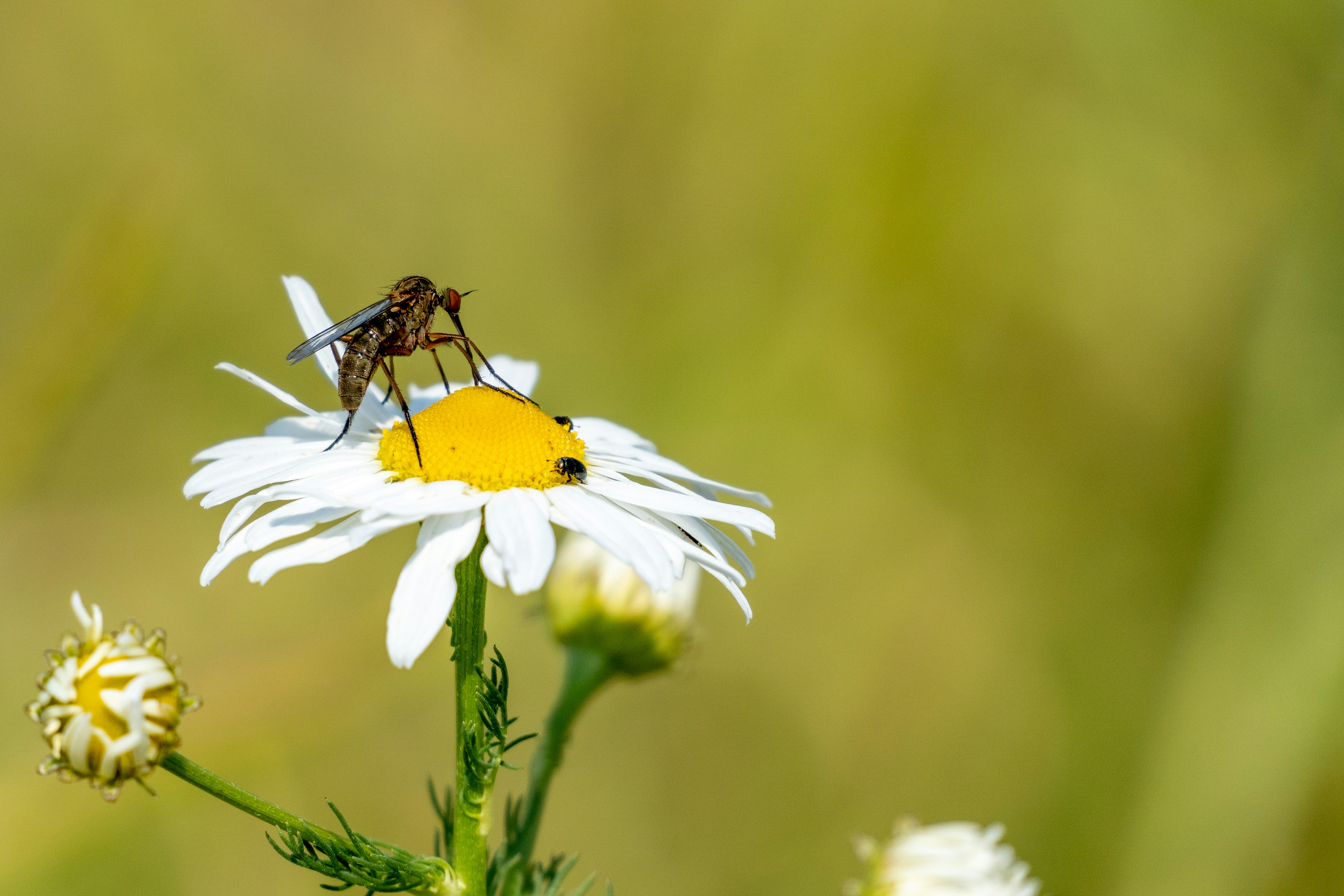 Hovering Bead of Light: A Daisiescape with a Hovering Fly