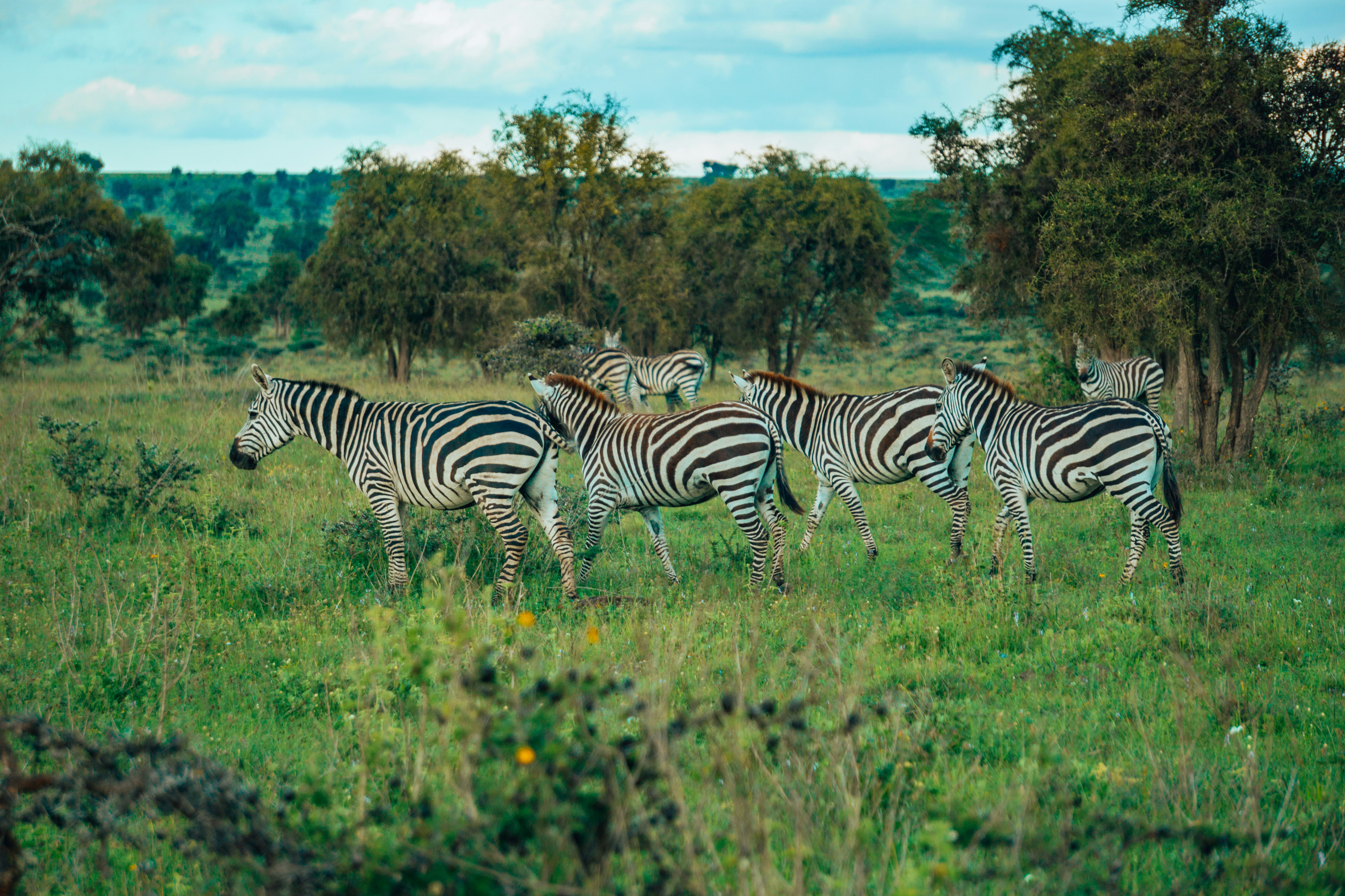 A herd of zebra standing on top of a lush green field photo – Free ...