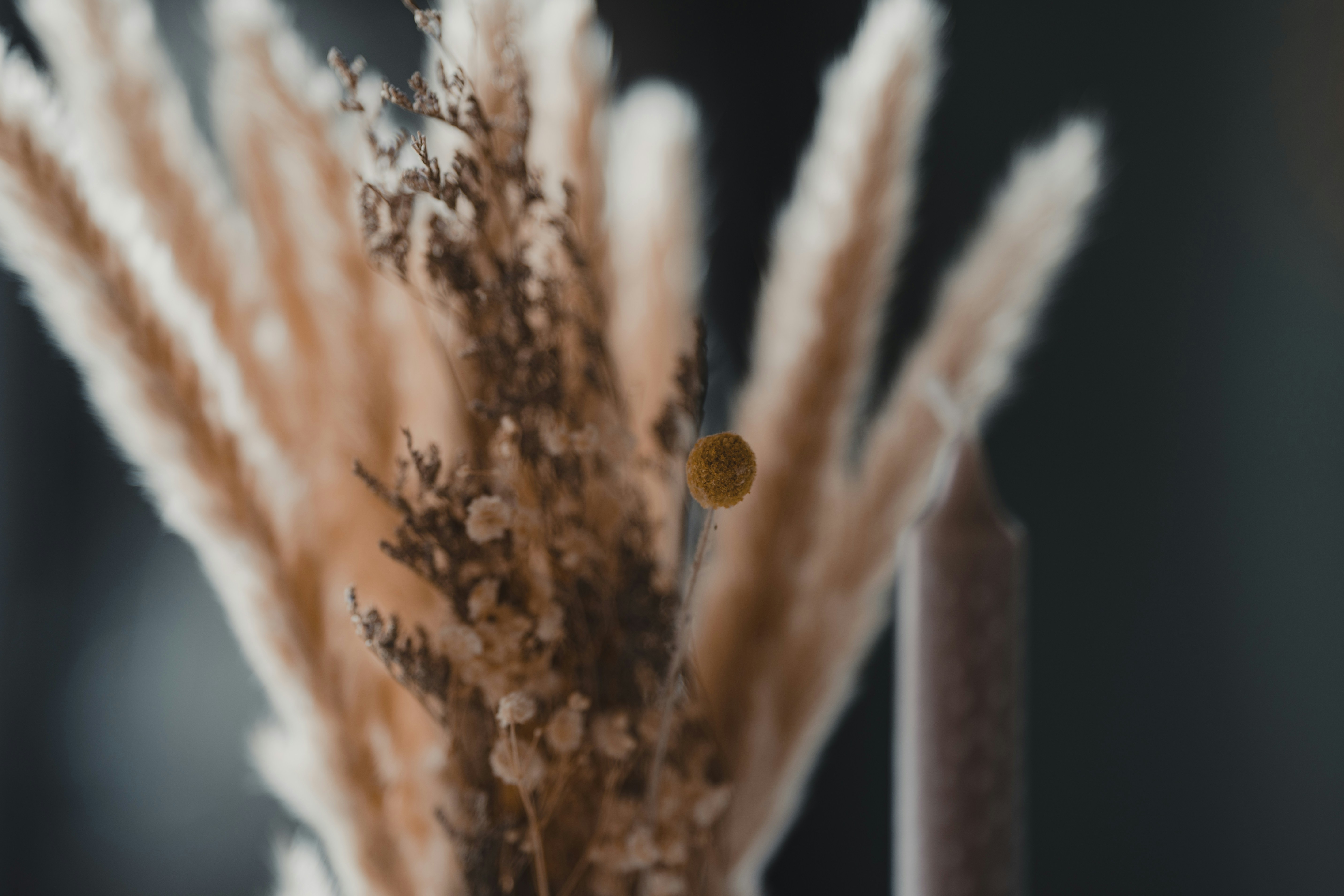 Pollen Bead Among Feathery Pampas: A Quiet Close-Up