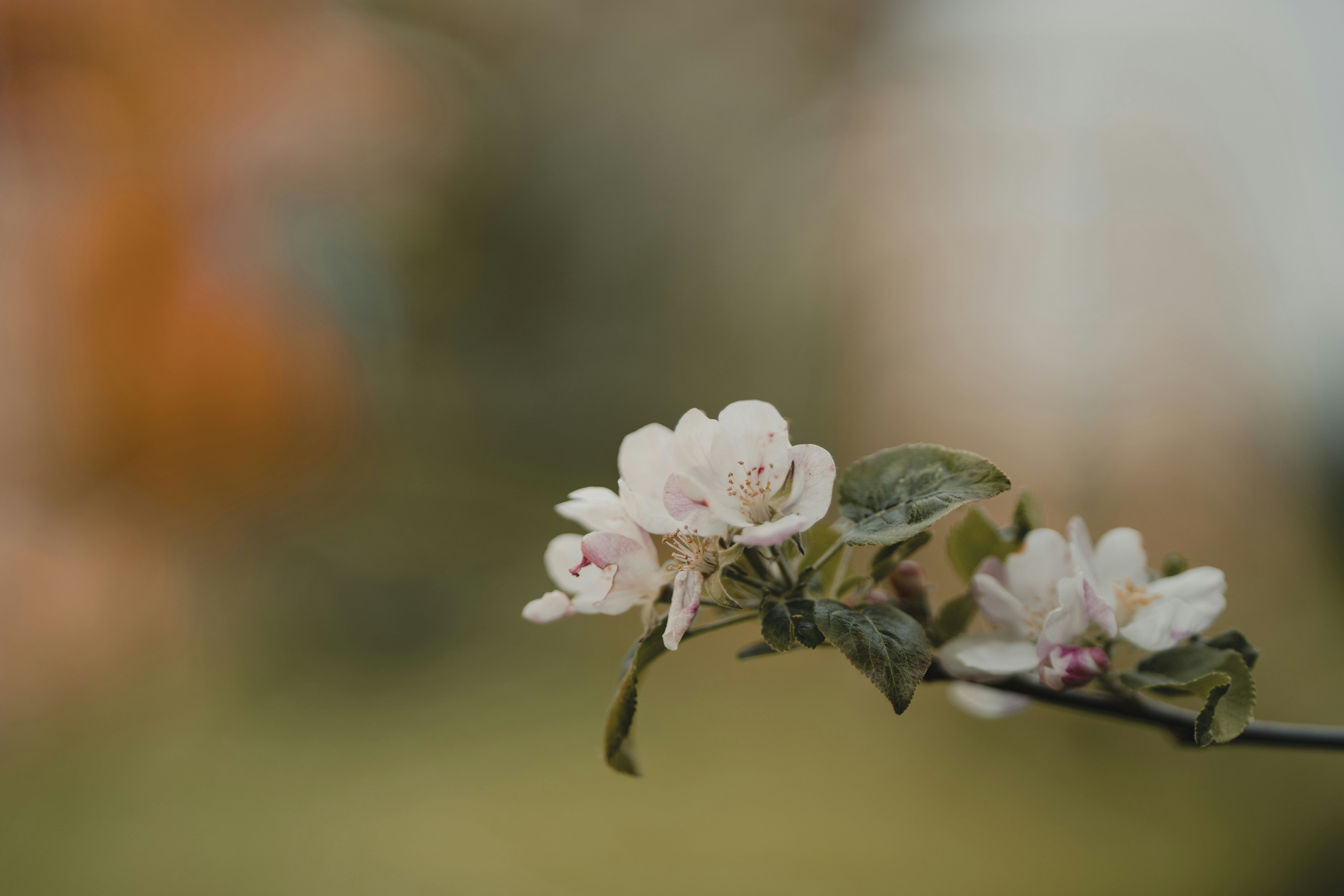 Blossoms in Focus: Spring Branch