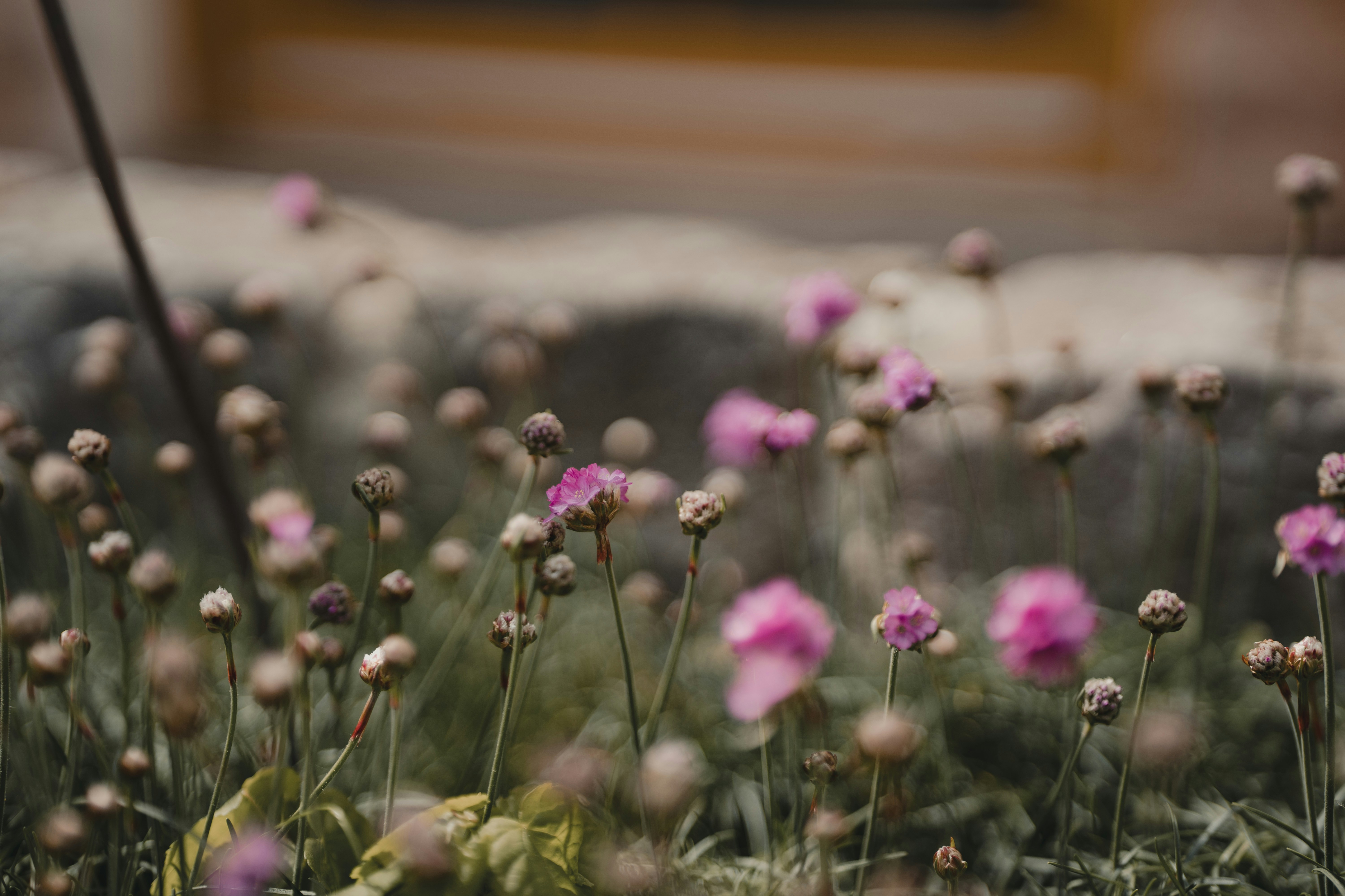 Pink Buds in Velvet Blur: A Quiet Garden Moment