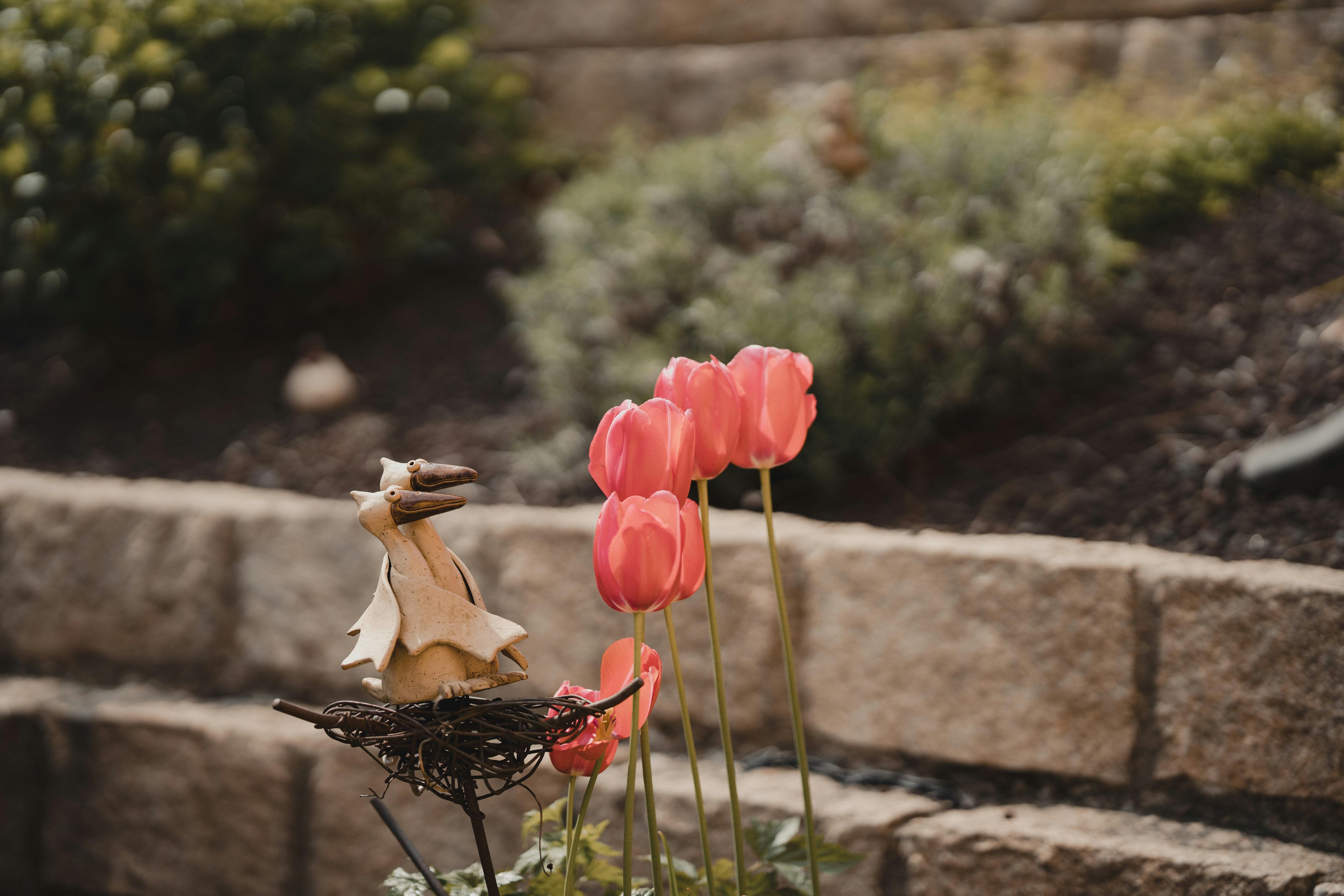Tulips in Focus, Against the Wall: A Quiet Garden Moment with a Ceramic Bird