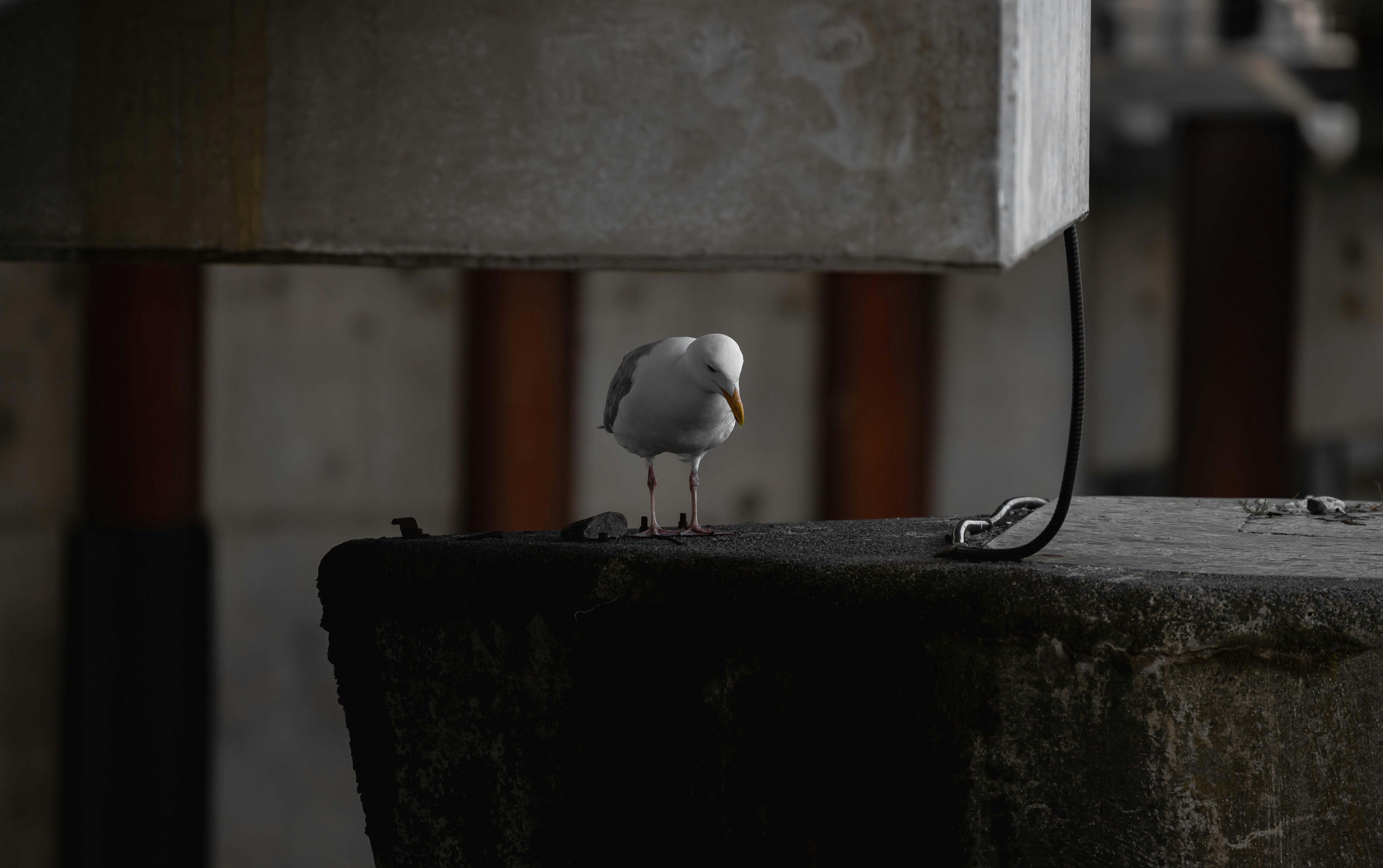 Weathered Ledge Sentinel: A lone gull perched under a pier's shadow