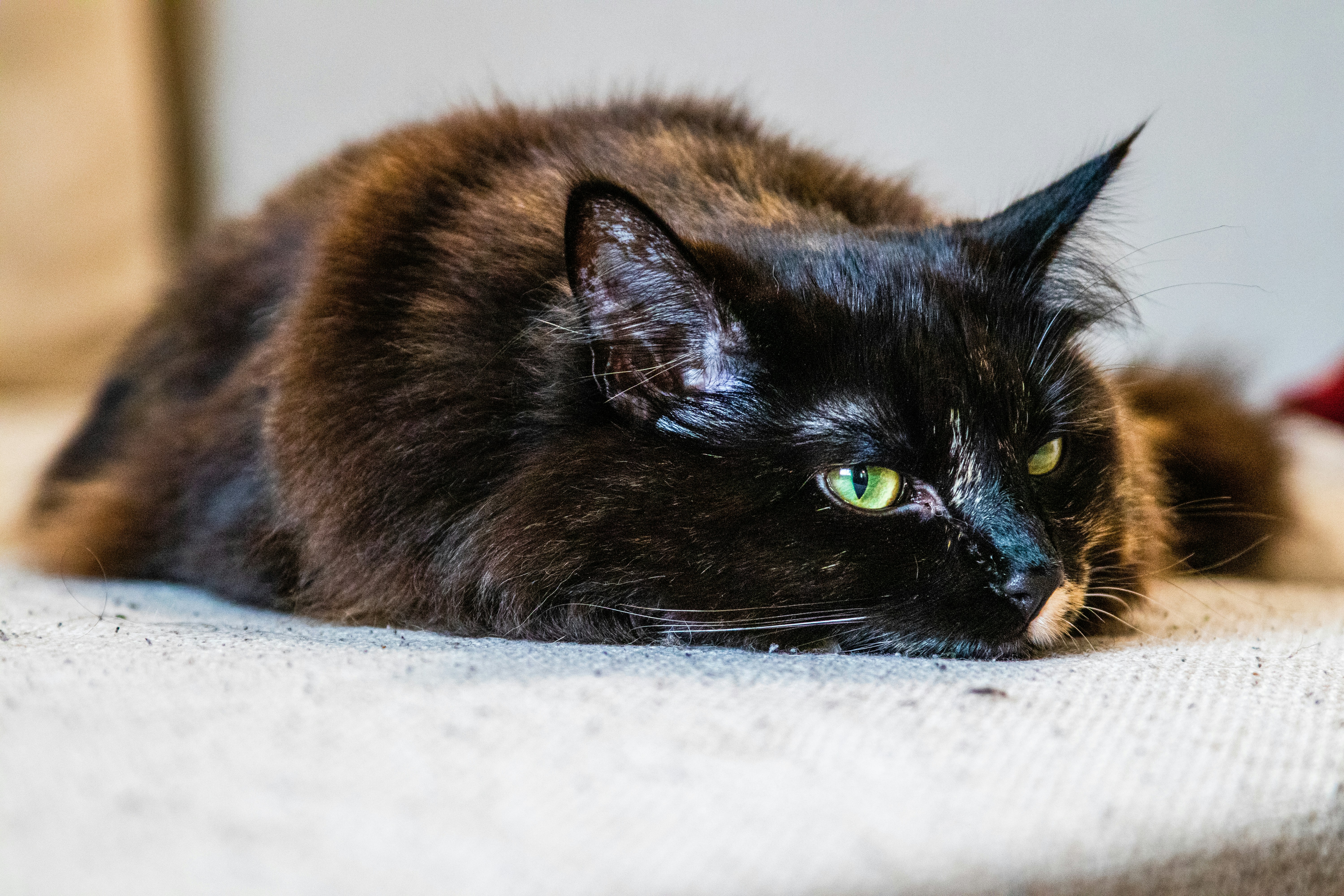 Emerald Gaze on Velvet Fur: A Black Cat at Rest in Soft Light