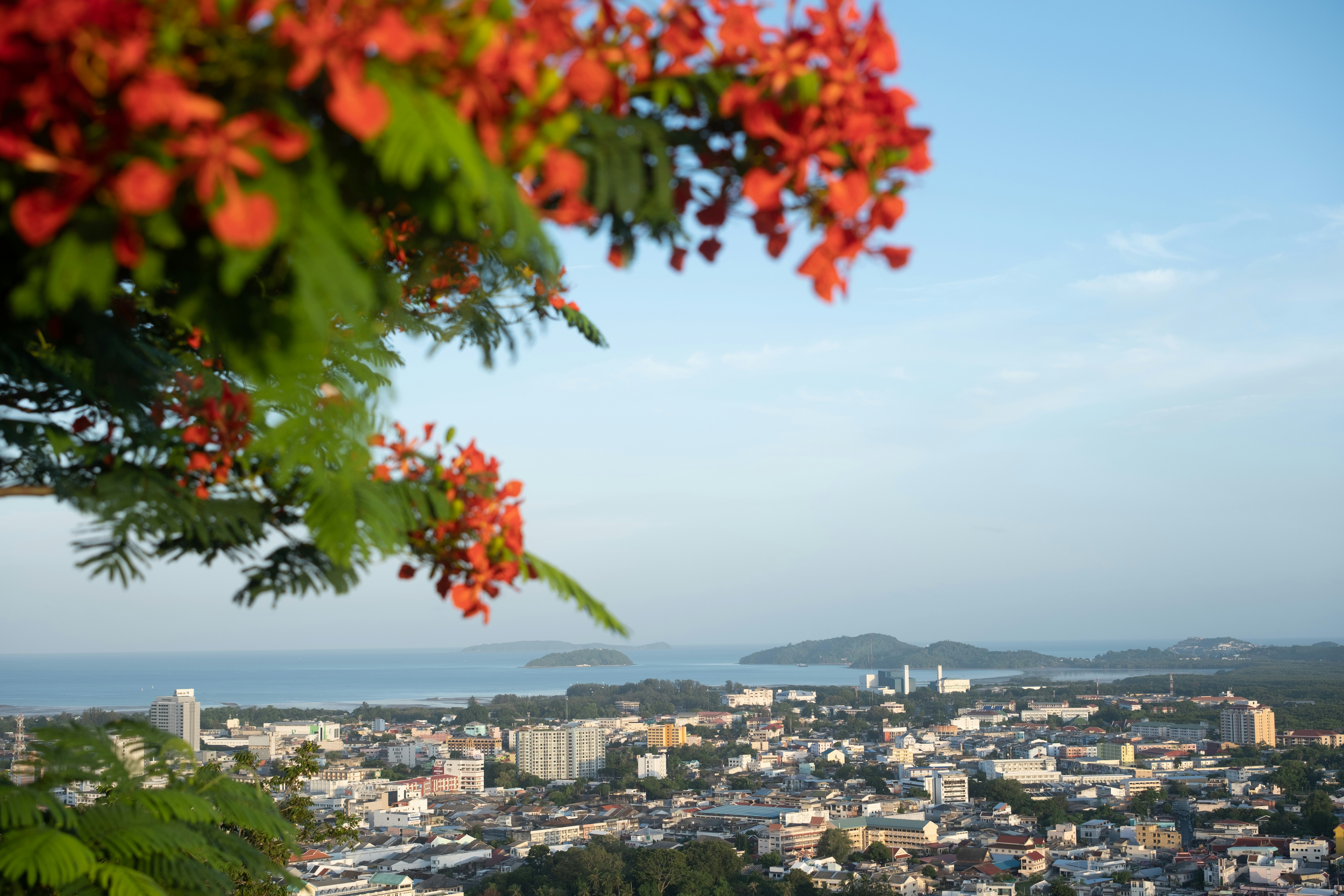 Bright red flowers in the foreground frame a sprawling coastal city under a clear blue sky.