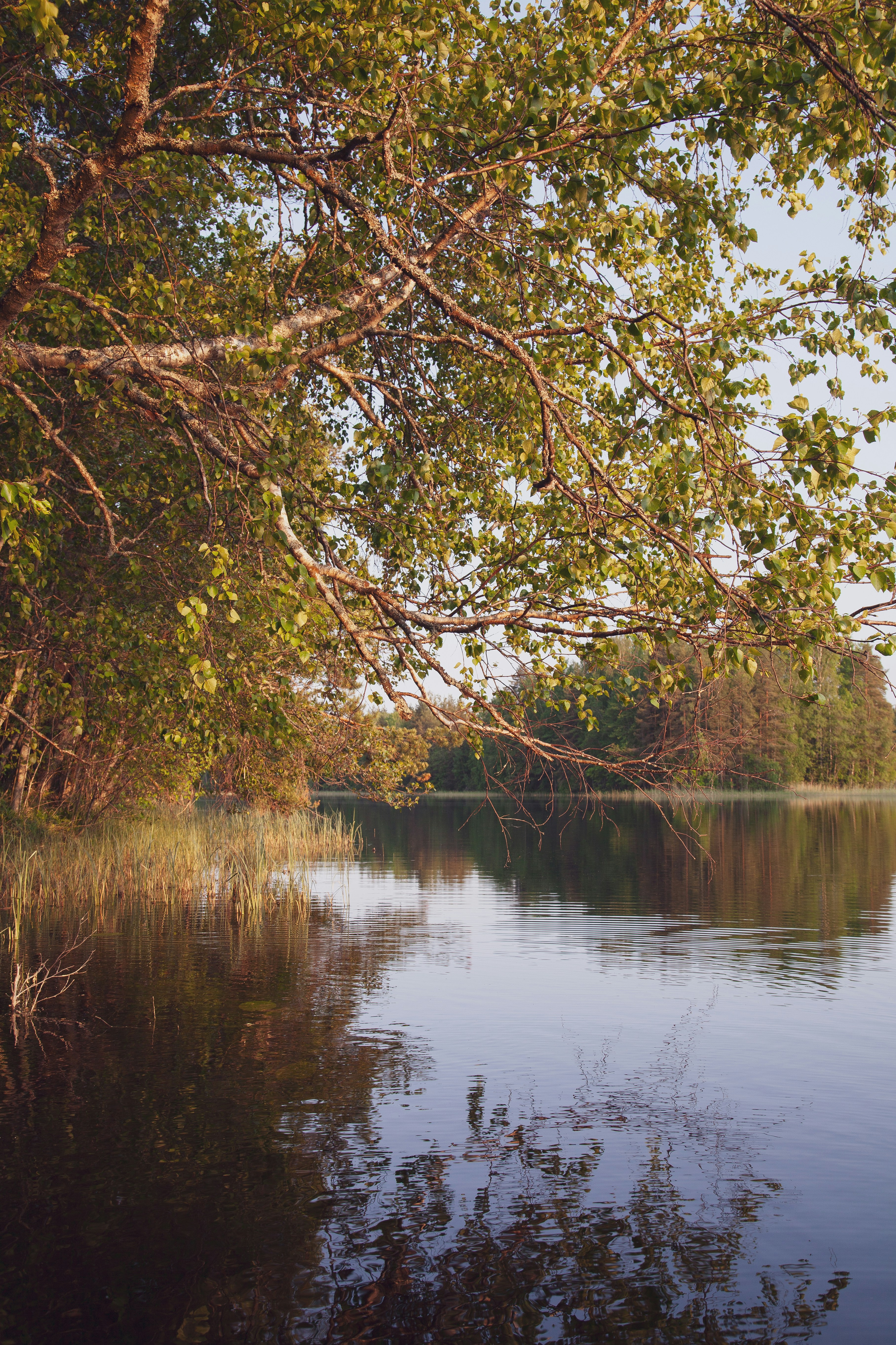A body of water surrounded by trees and grass photo – Free Sunset Image ...