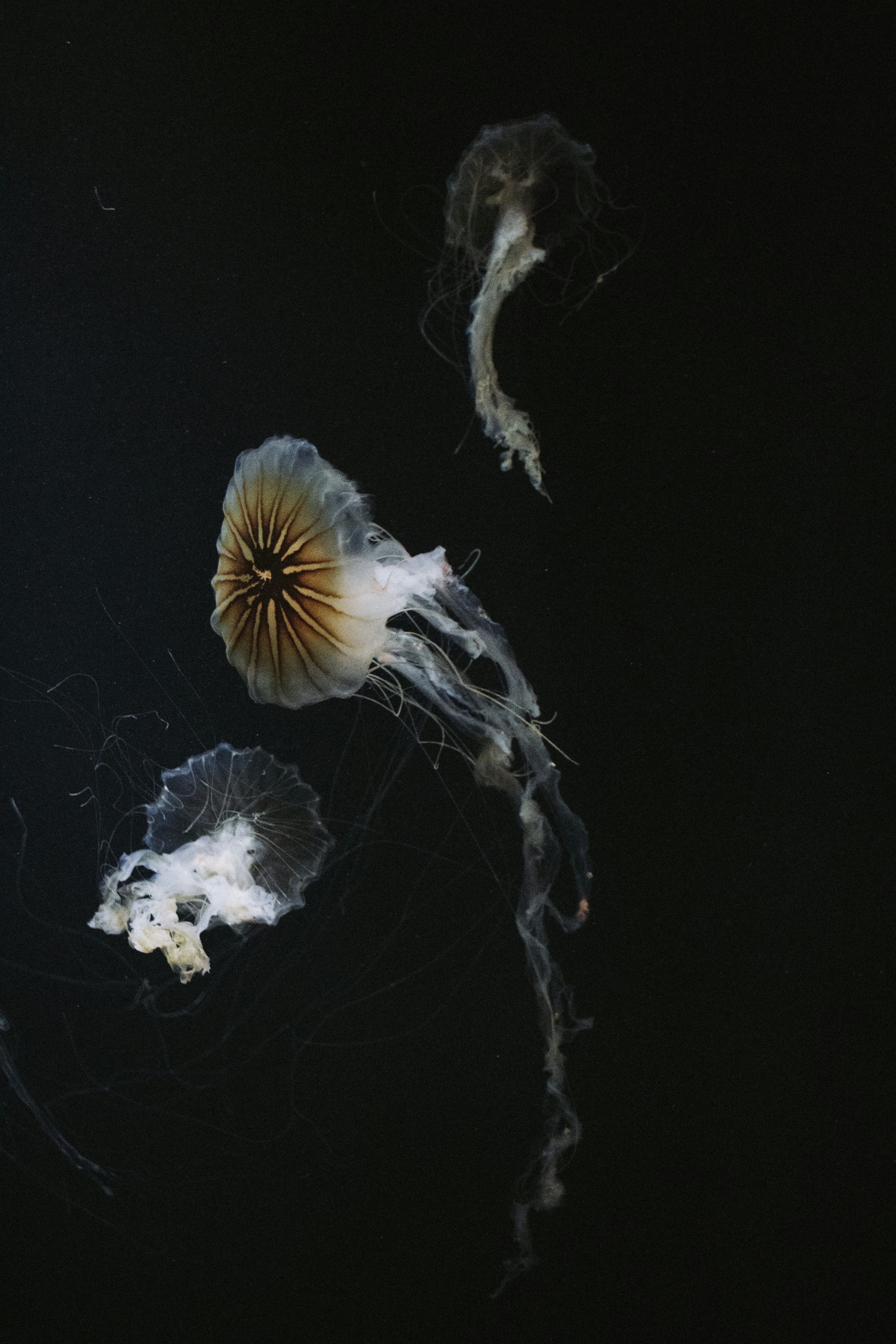 Amber-Rayed Jellyfish Drifts Through Velvet Darkness