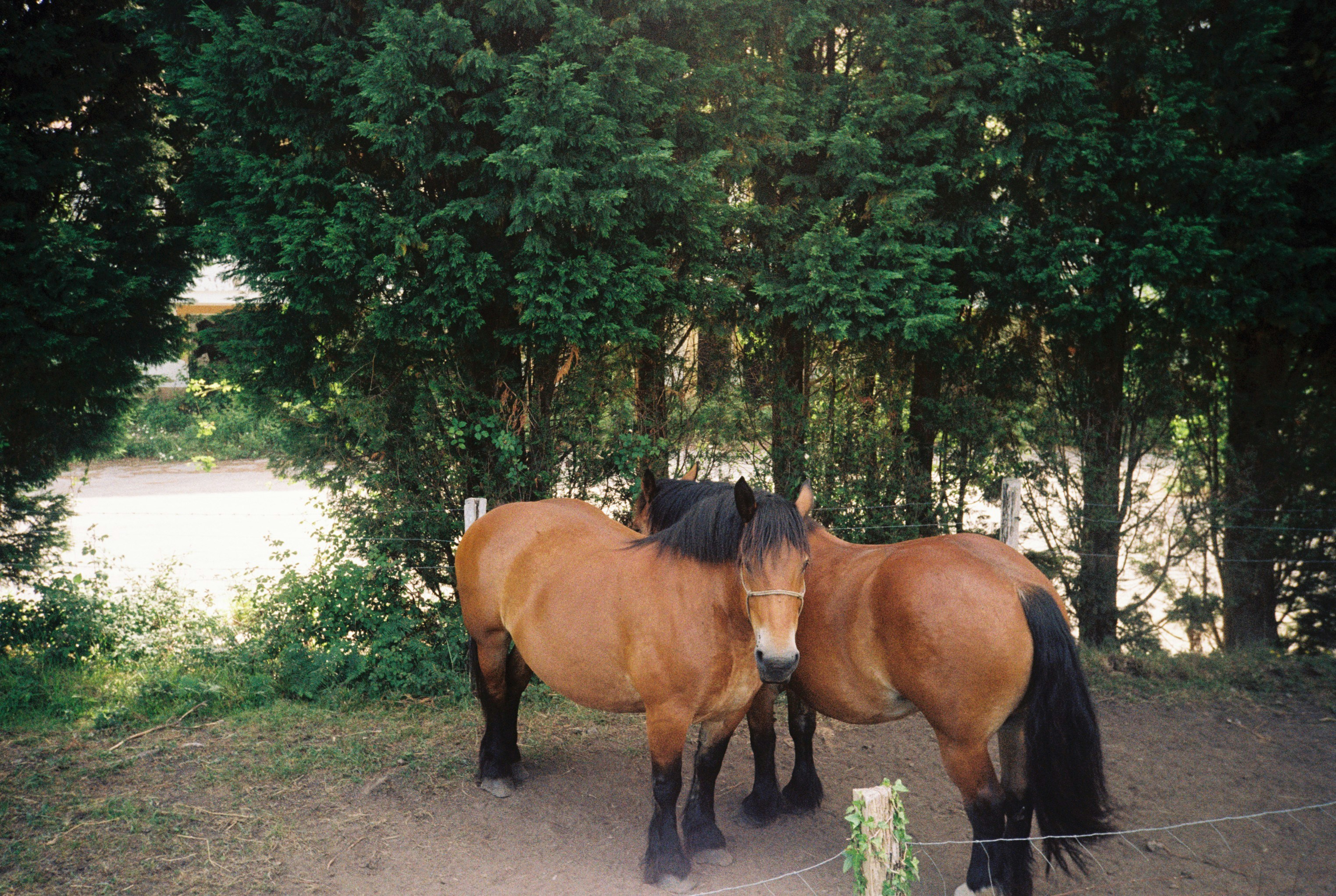 Two bay horses stand close in a sunlit pasture with a line of trees behind and a simple fence in the foreground. The scene captures a calm, natural moment.