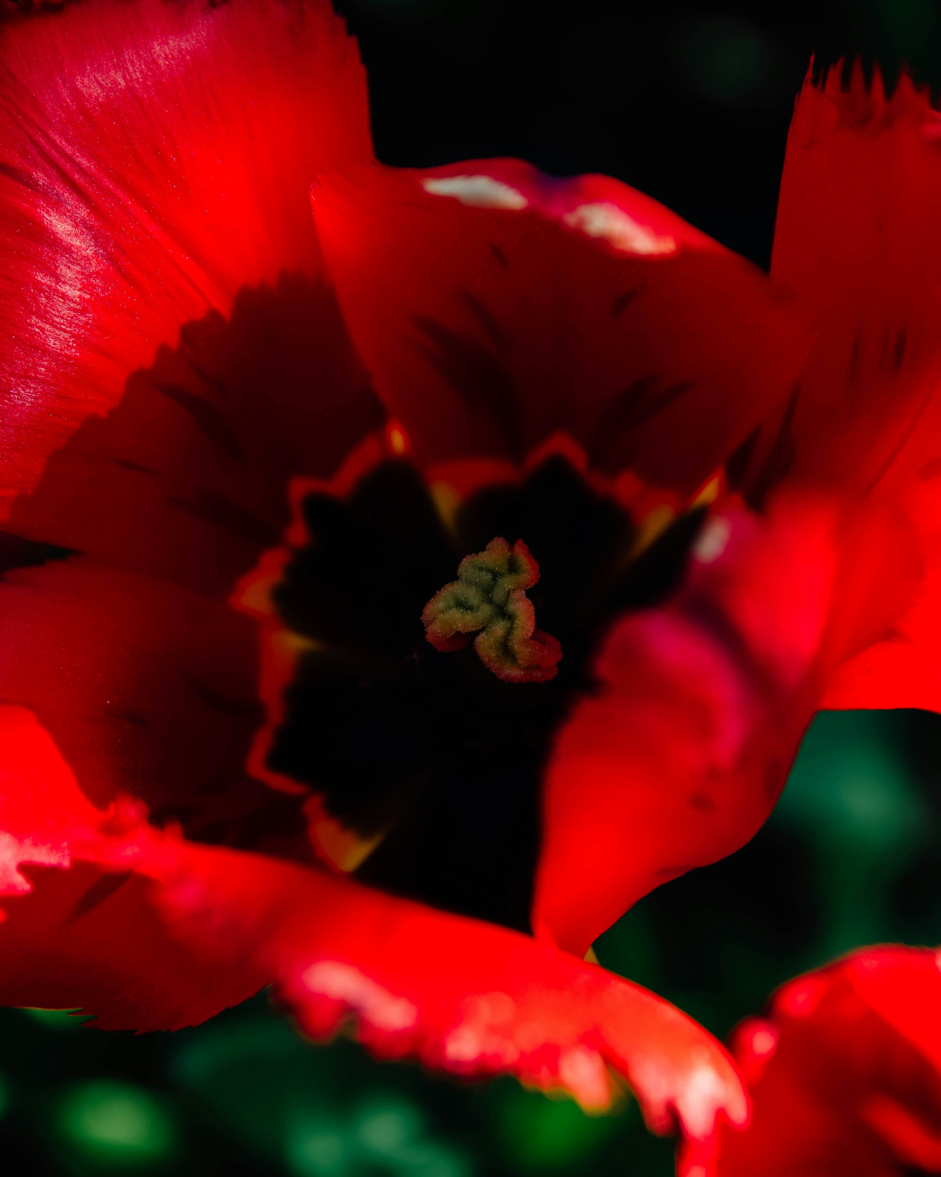 Gros plan d’une fleur rouge avec un centre noir photo – Photo Russie ...