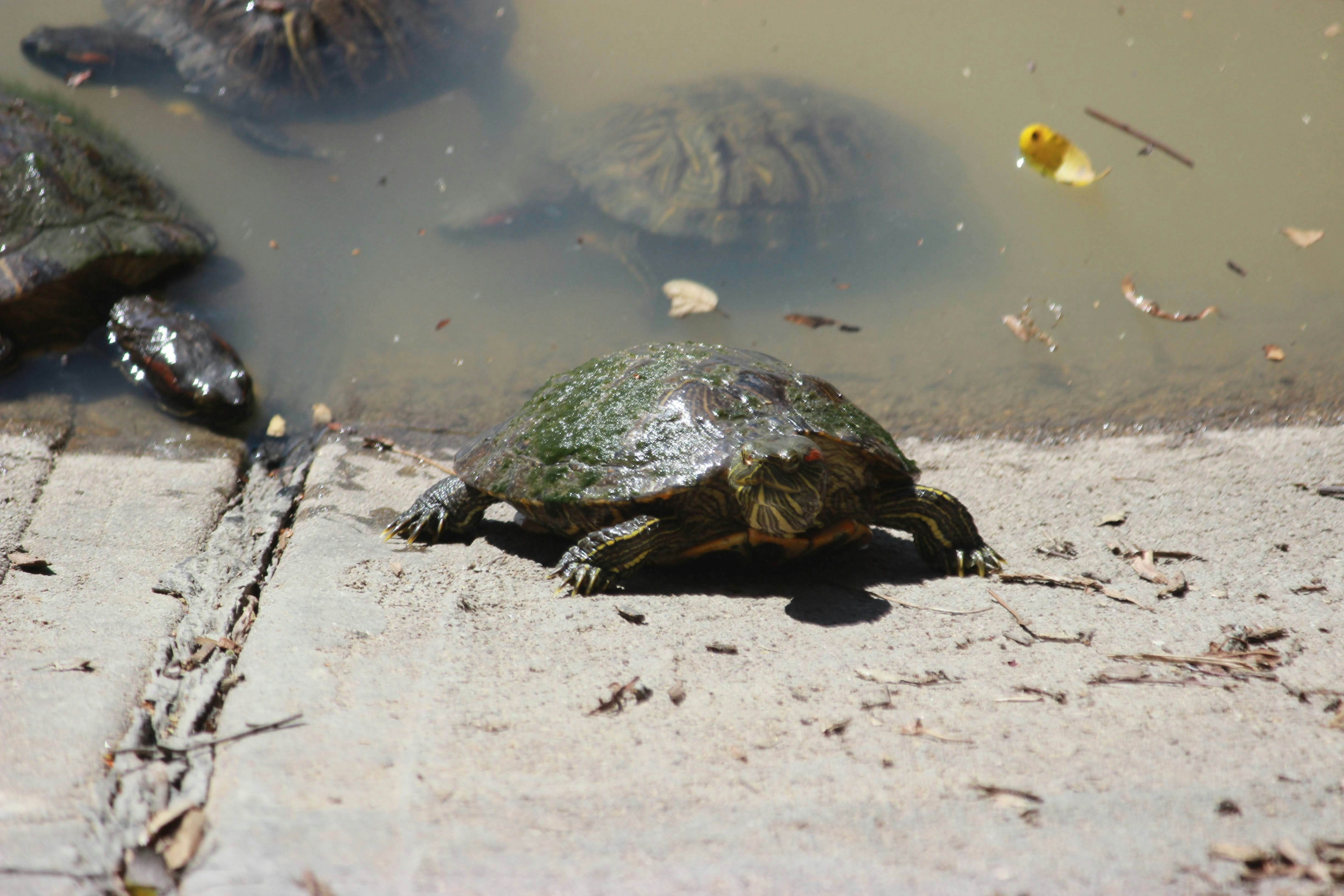 A couple of turtles sitting on top of a cement slab photo – Free Turtle ...