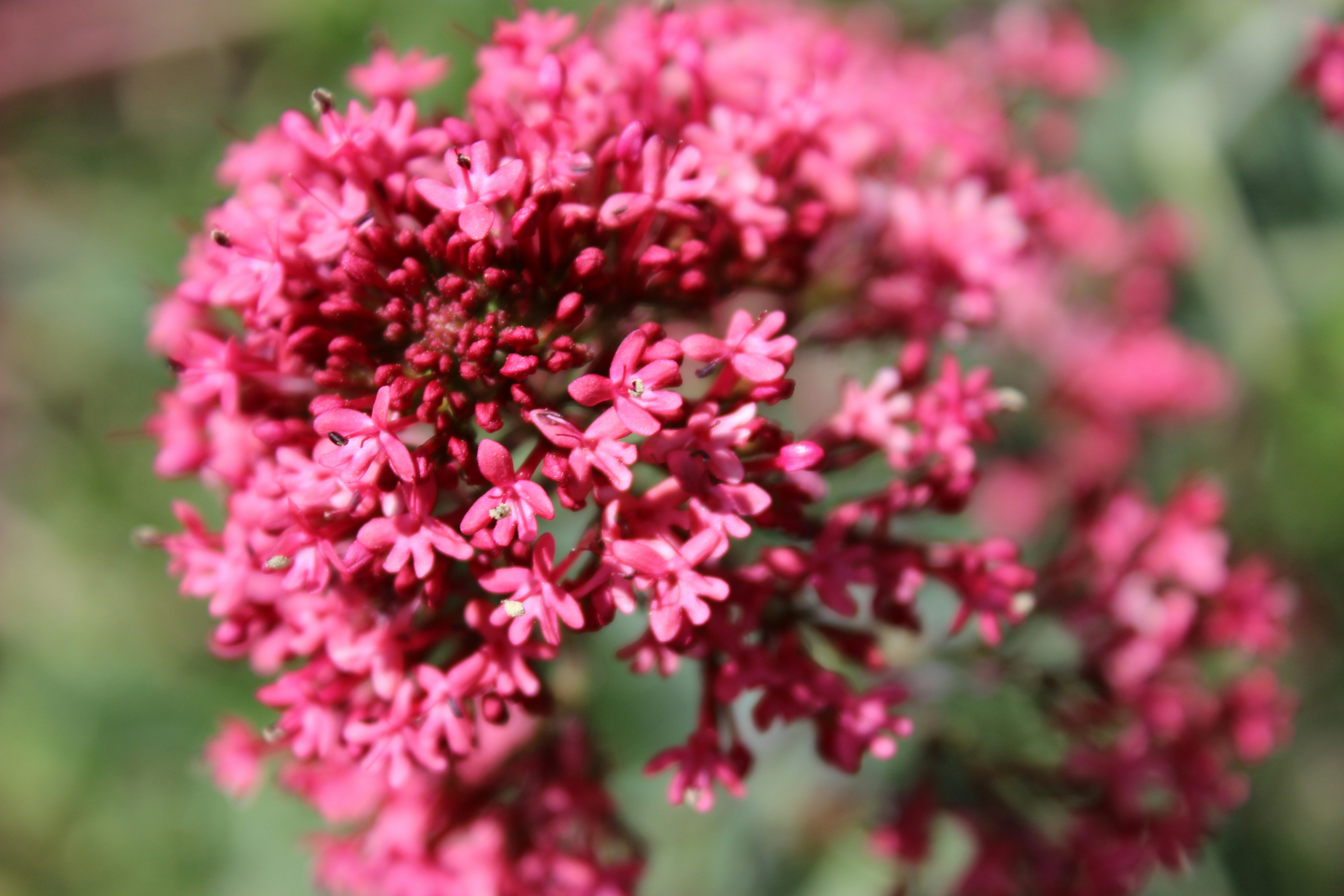Vibrant Pink Floral Cascade in Soft Focus