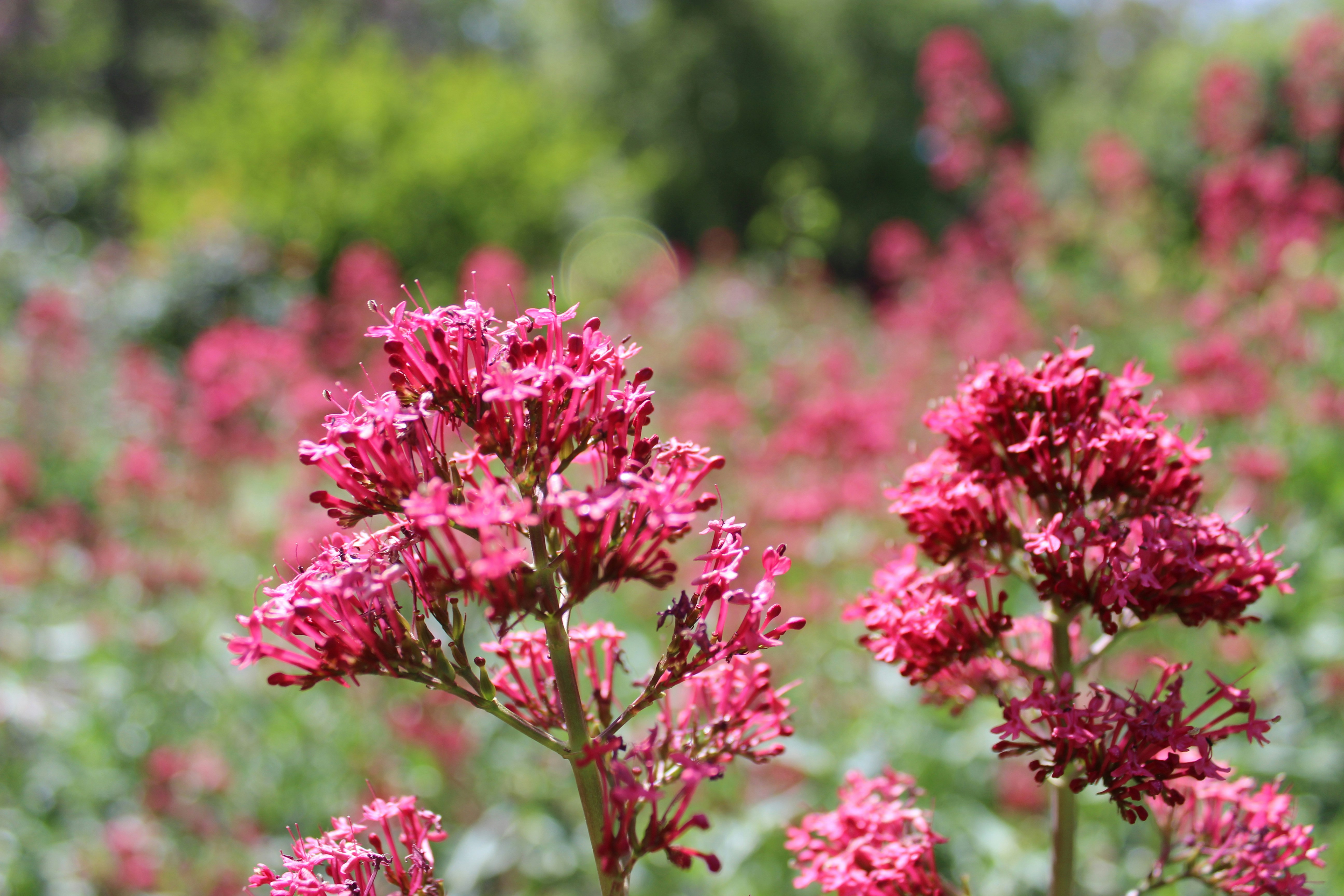 Crimson Bloom: Close-Up of Pink Clusters in a Sunlit Field