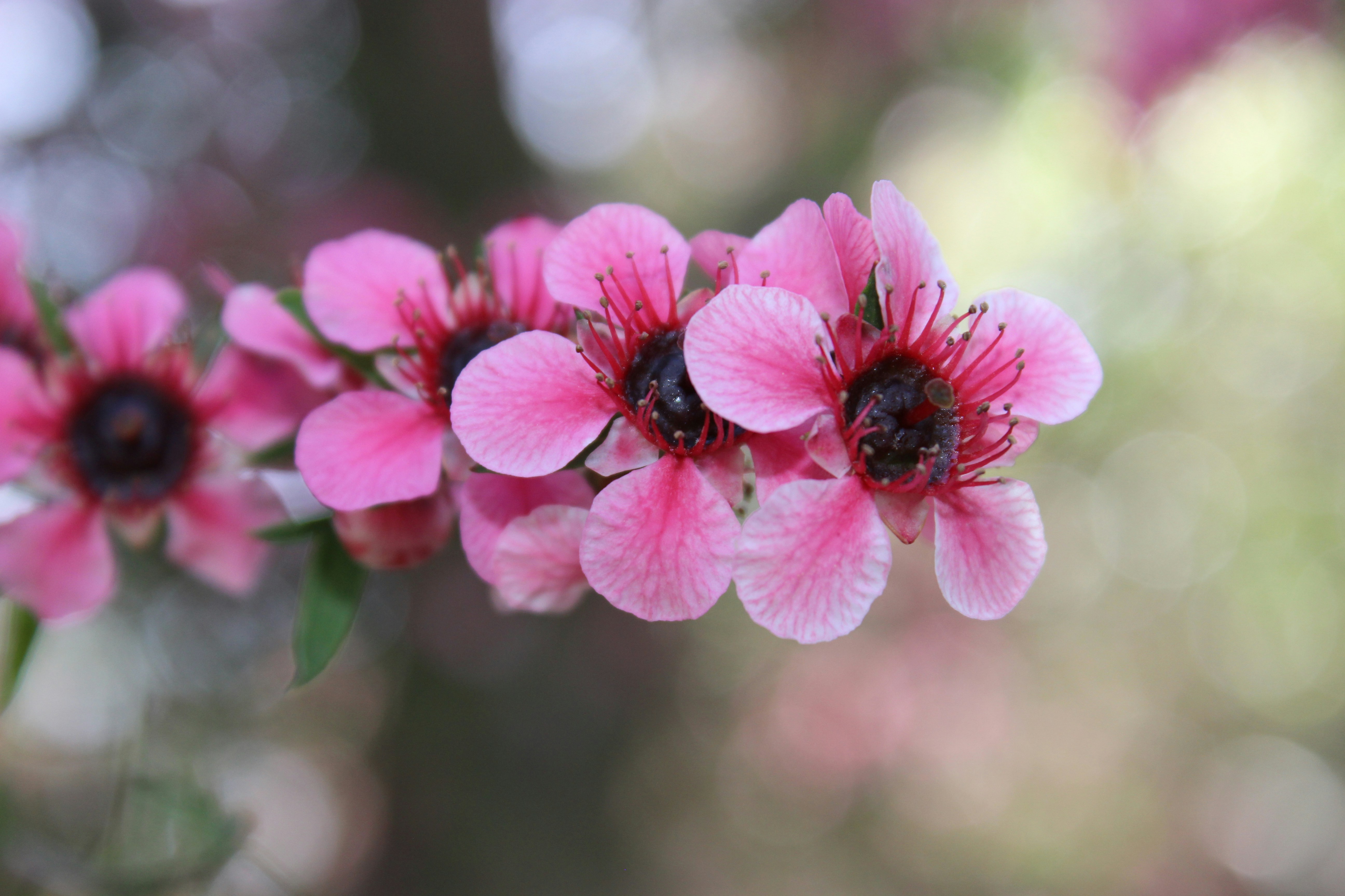 Delicate Pink Petals in Velvet Bokeh