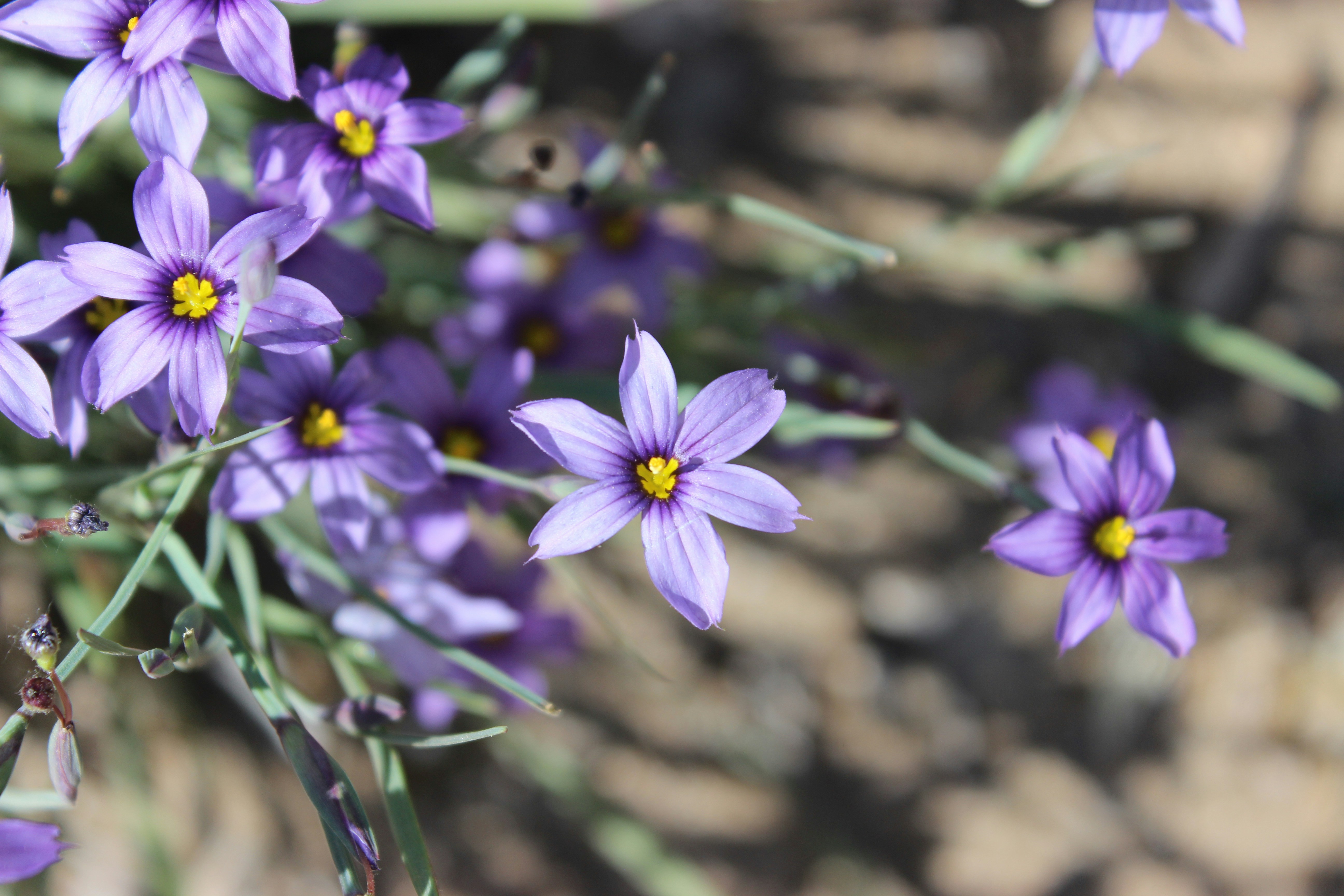 Focused Violet Bloom: A Delicate Star in a Sea of Soft Light