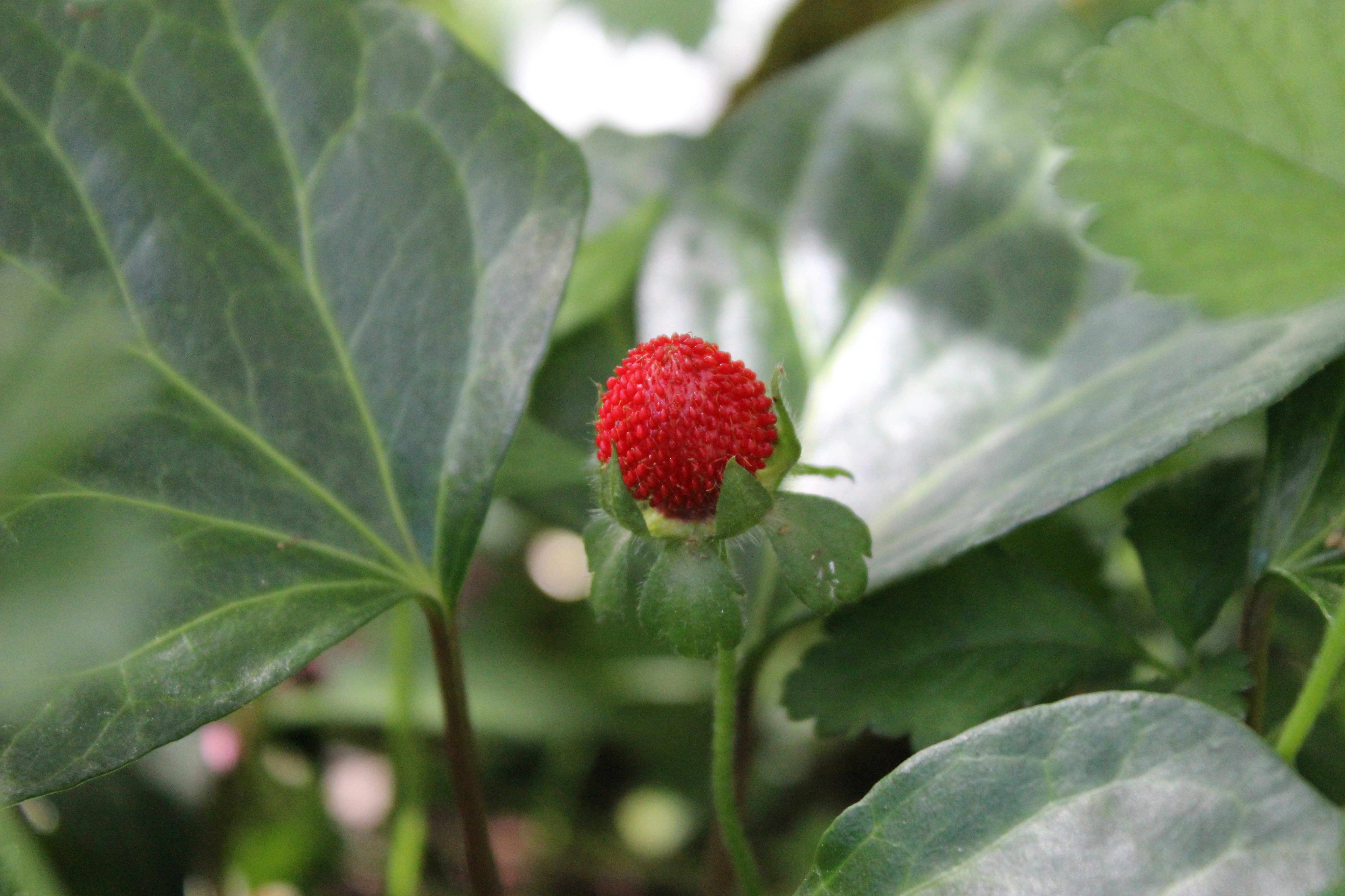 Scarlet Crown: a single red berry framed by glossy green leaves