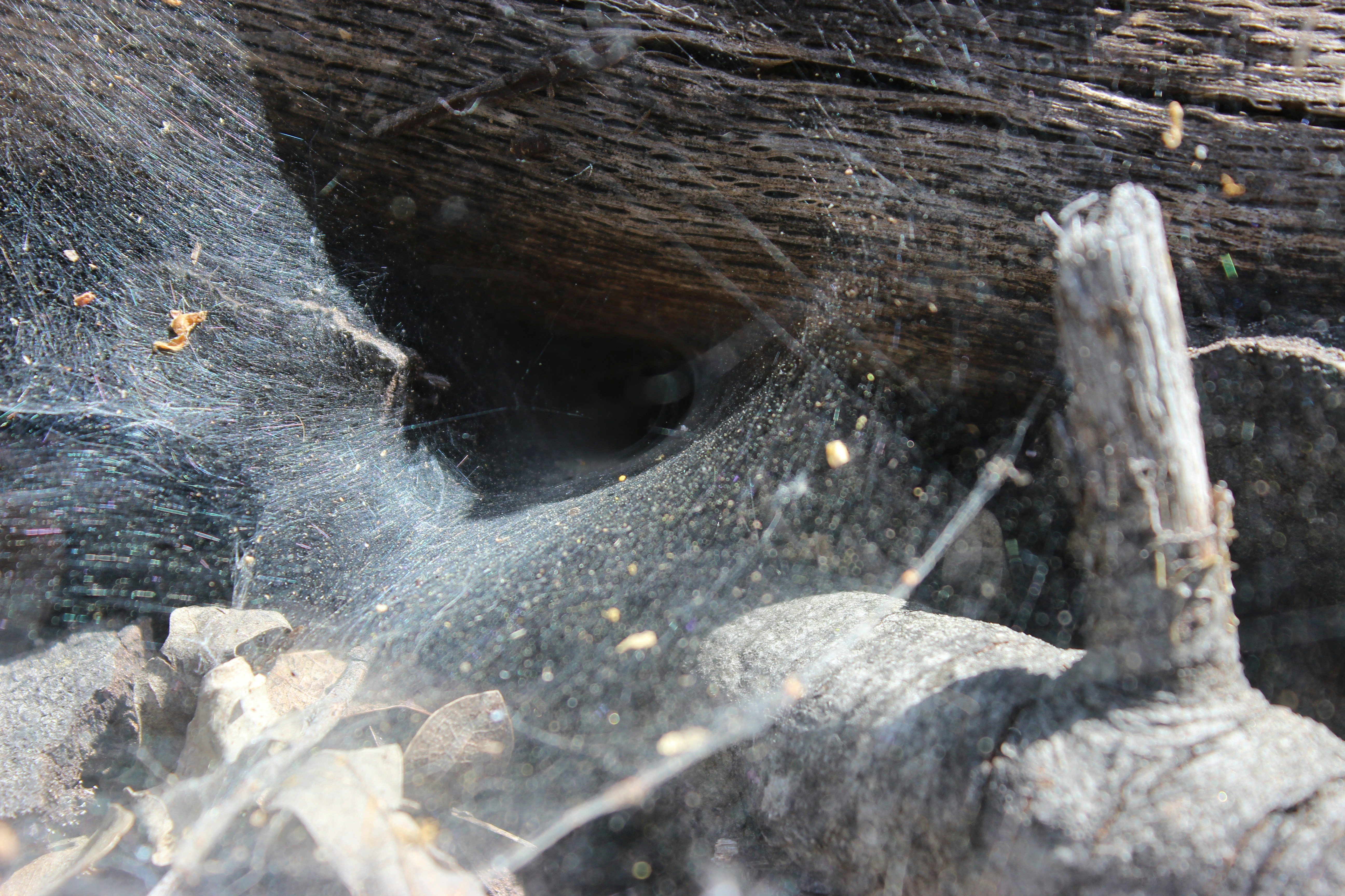 Hollow Corridor in Weathered Bark: A Micro Forest Portal