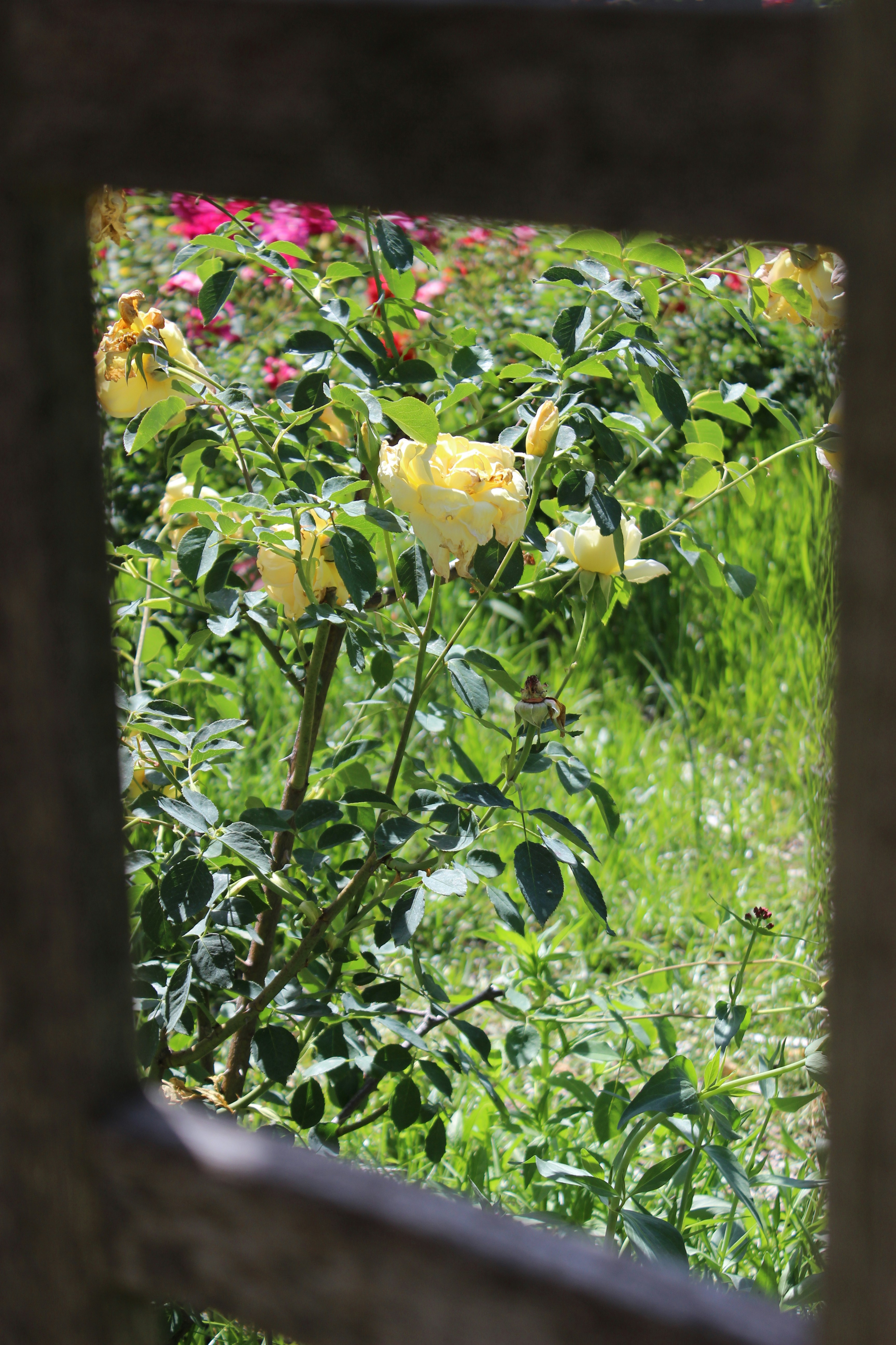 Frame Within a Frame: Sunlit Yellow Rose in a Rustic Garden Aperture