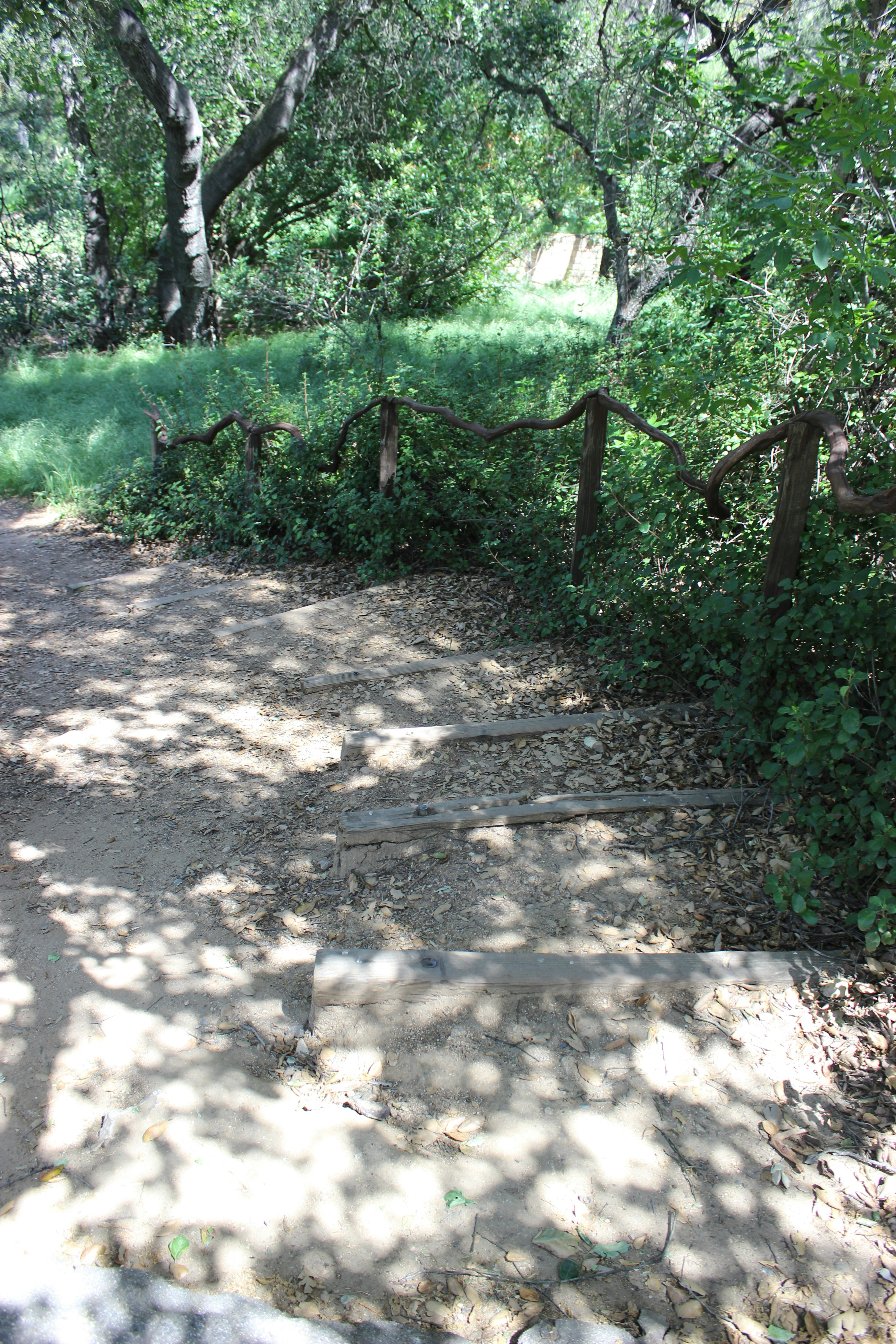 Dappled Forest Steps: A Sunlit Trail Winding Through Greenery