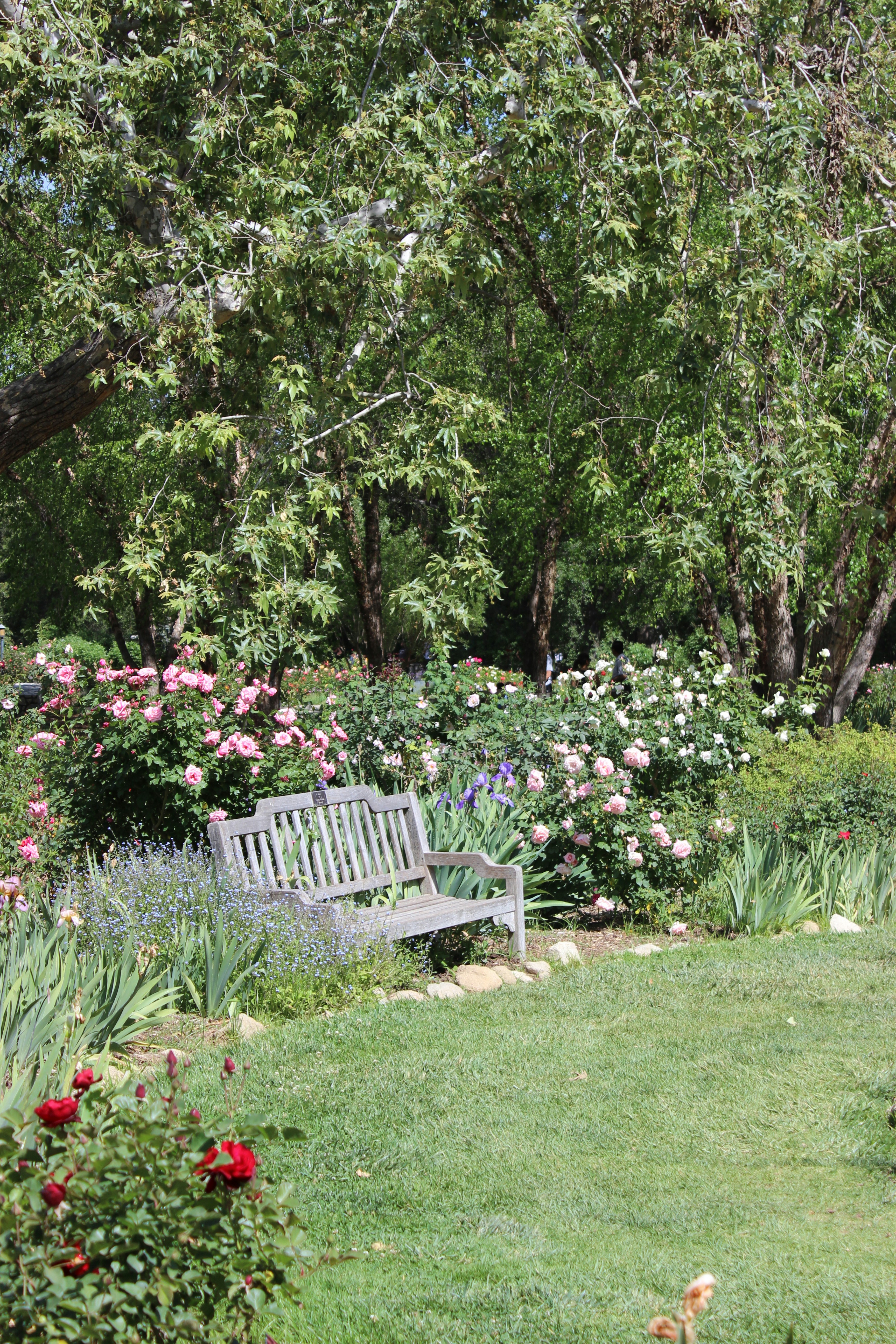 Weathered Bench Amid Roses and Dappled Garden Light