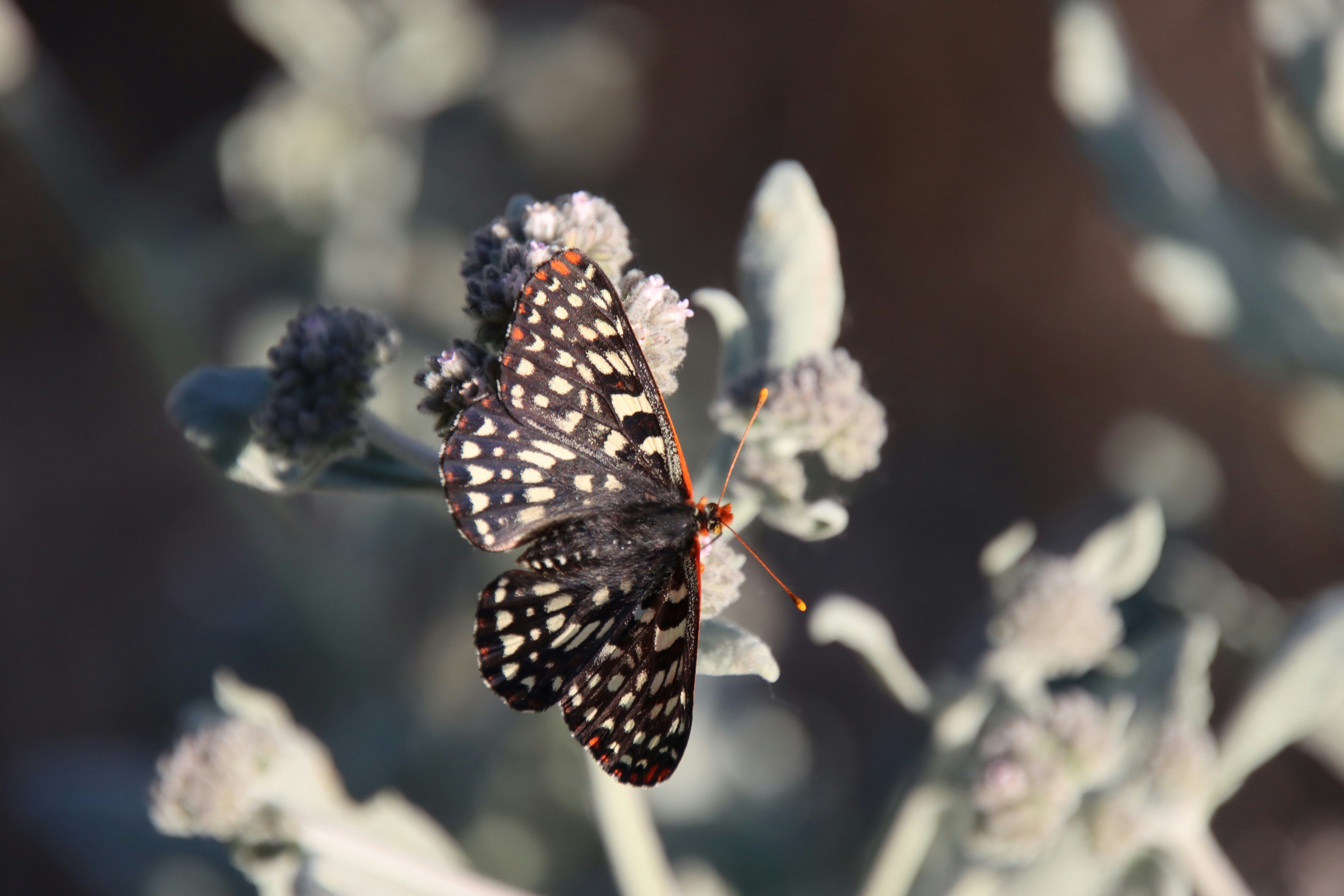 Speckled butterfly on pale lavender blooms