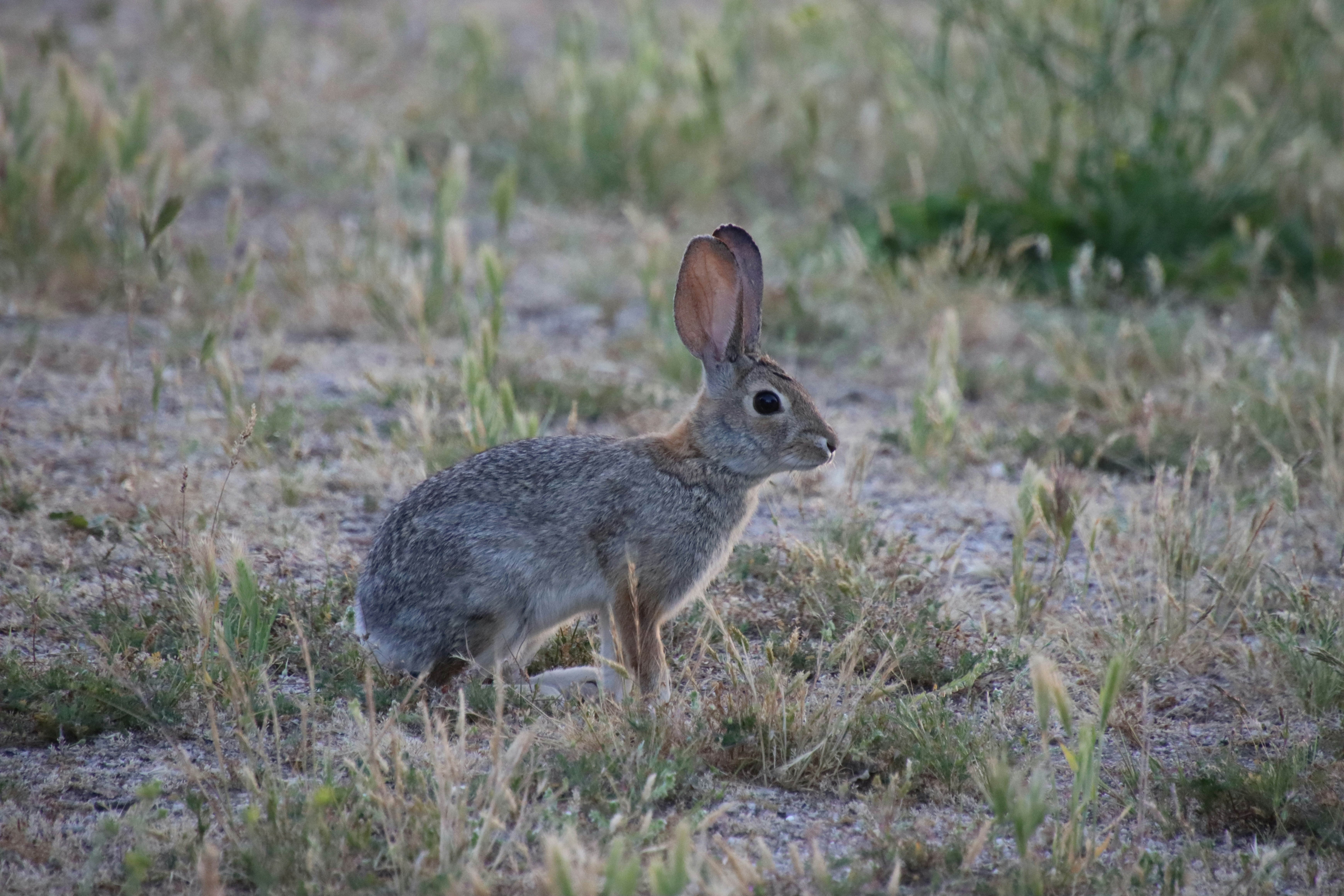 Alert Desert Hare: a lone rabbit pauses among sparse grass
