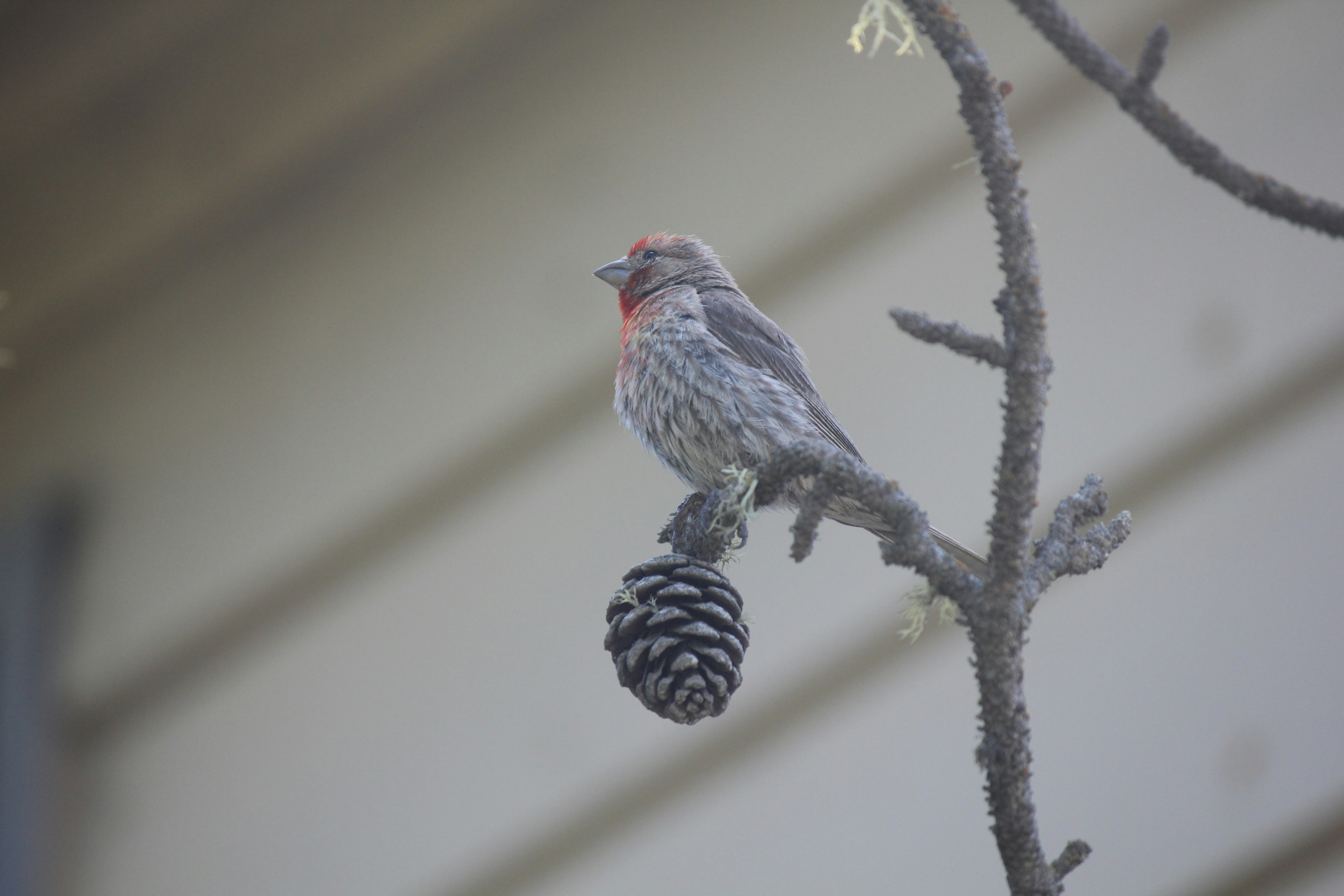 Perched Finch Amid Frost: Pine Cone Anchor on a Quiet Branch