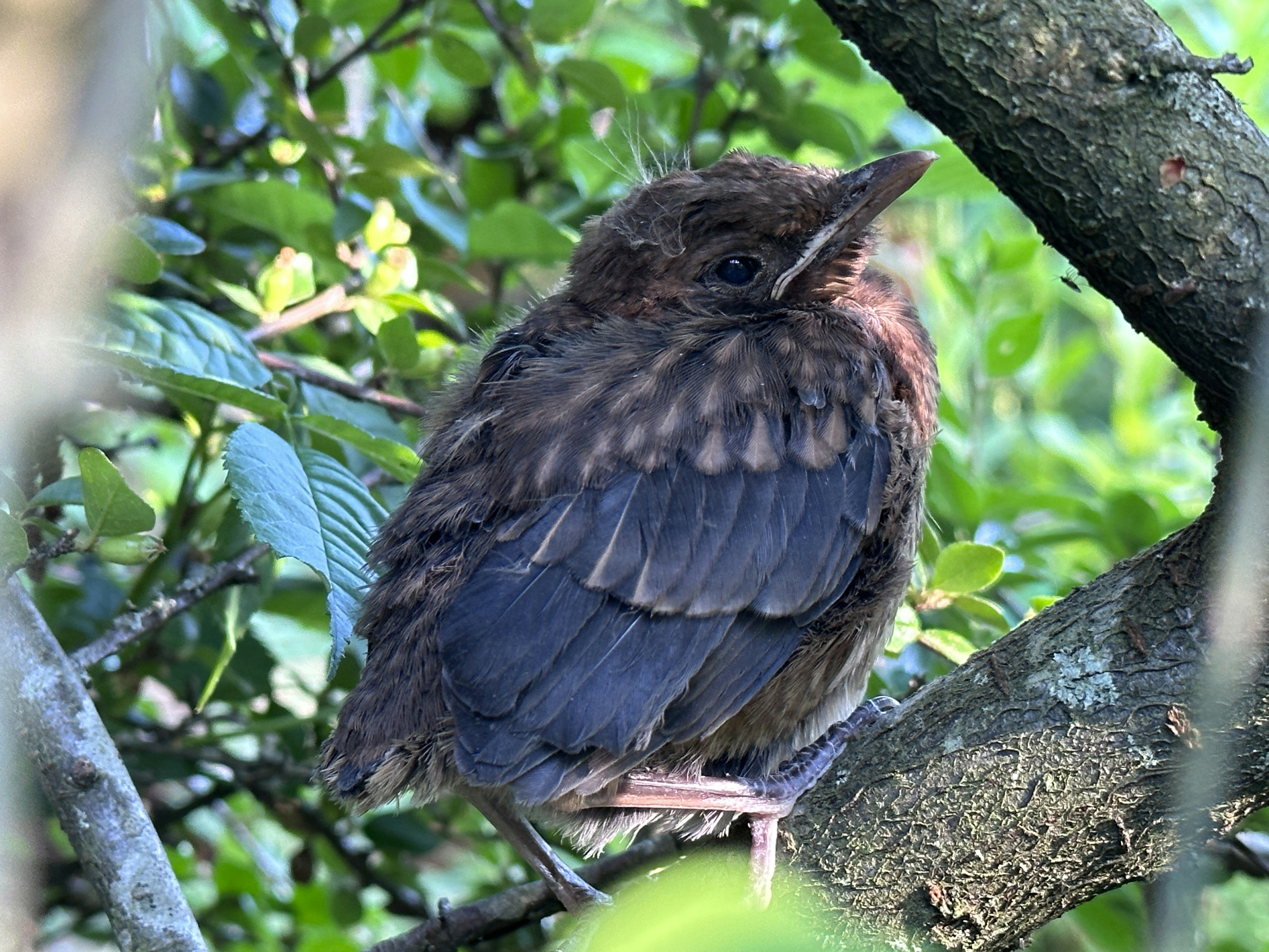 Juvenile passerine perched on a sunlit branch amid emerald foliage