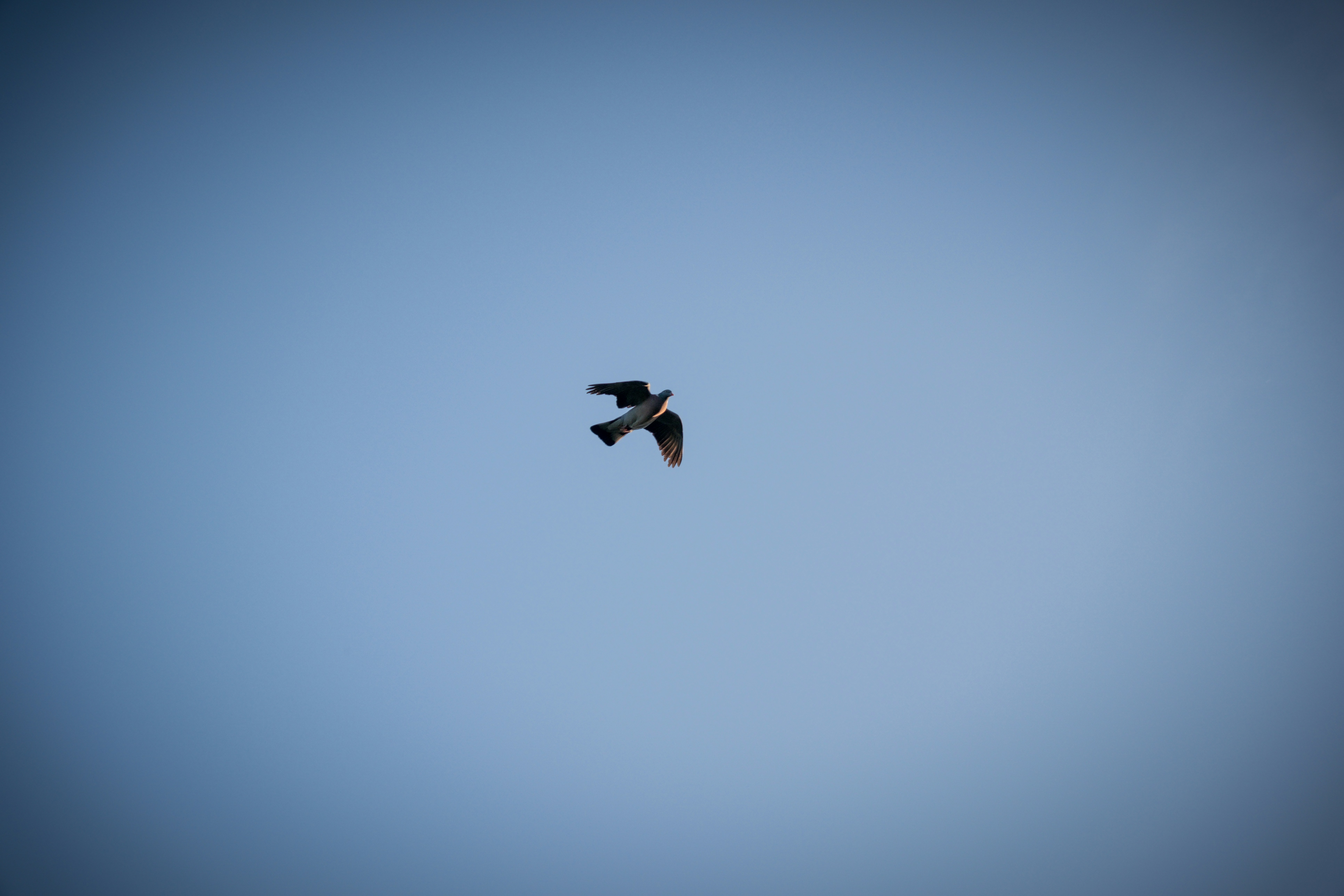 A bird flying high up in the sky photo – Free Bird Image on Unsplash