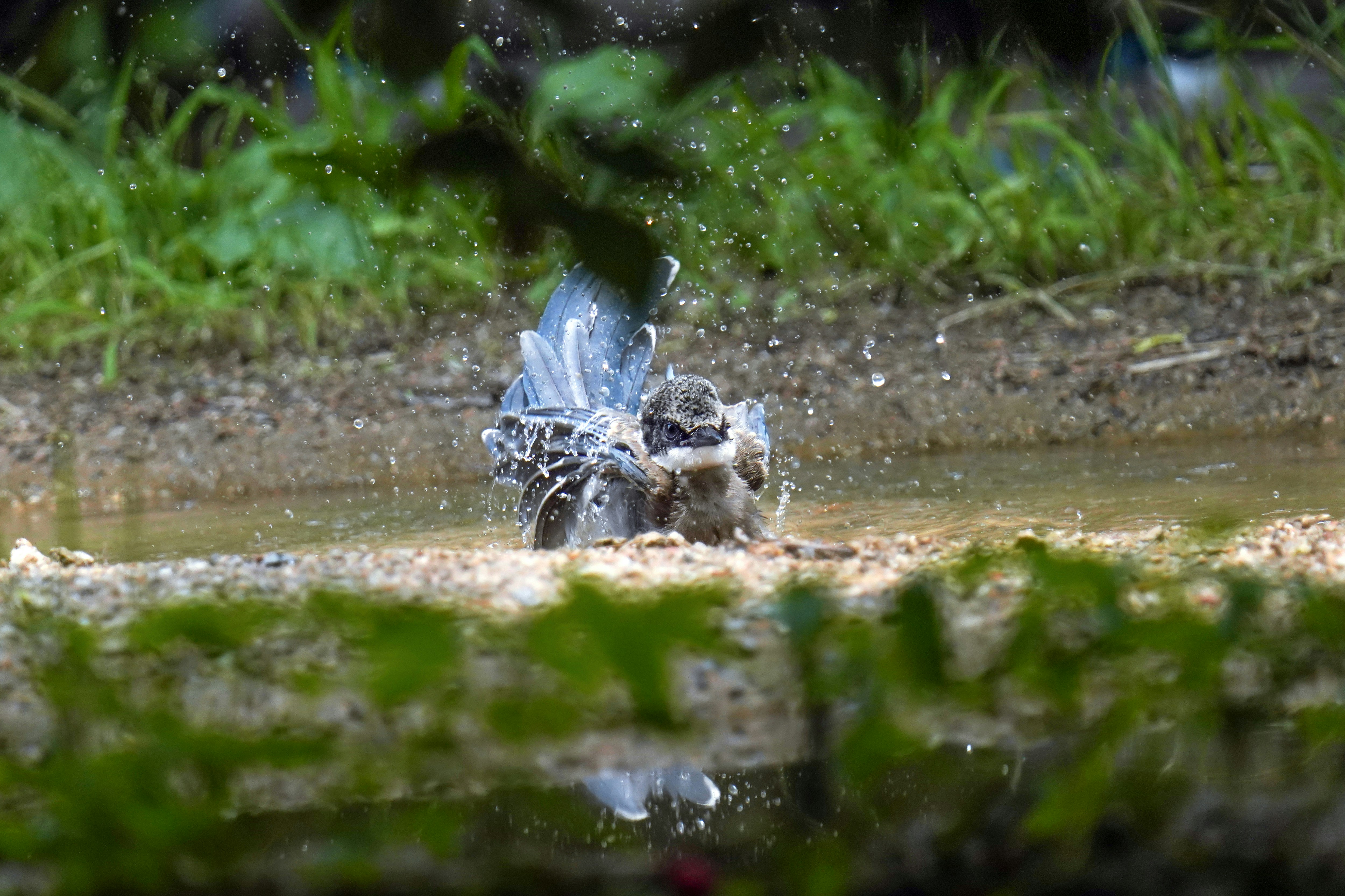 Balancing Splash: A Blur of Wings at the Water's Edge
