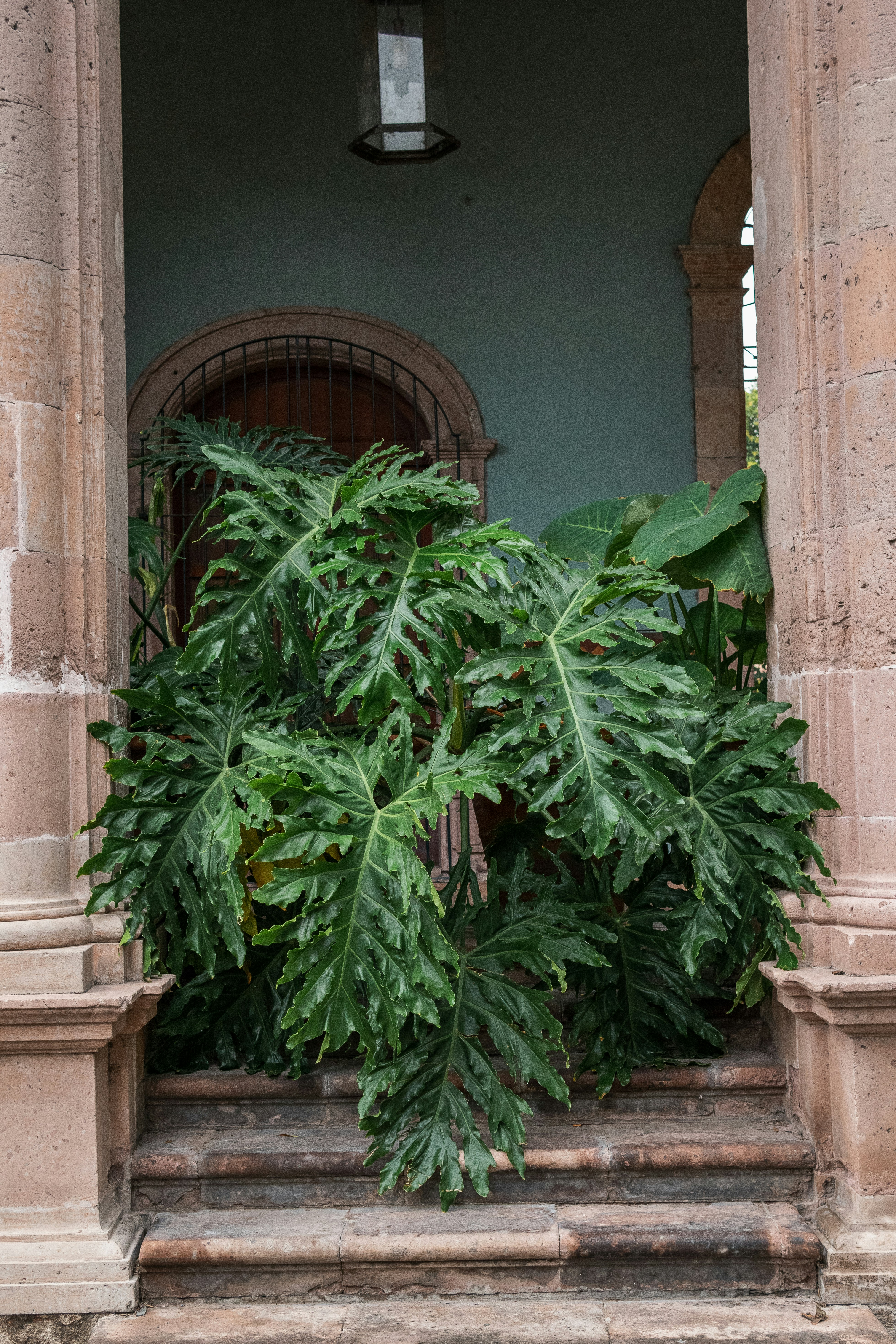 Tree Philodendron Reclaims a Colonial Archway