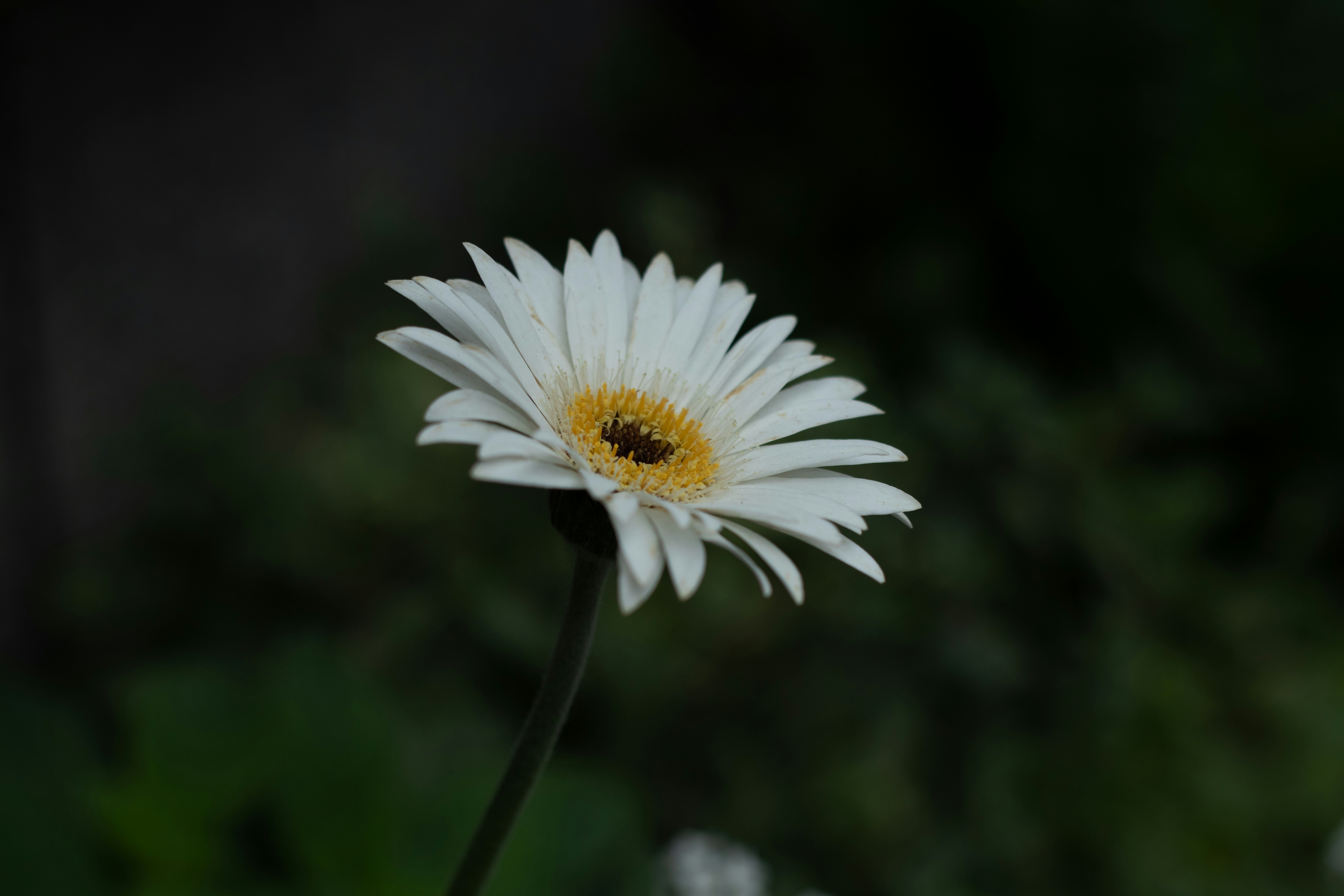 Photo by Takashi TSUCHIDA with Canon EOS M100