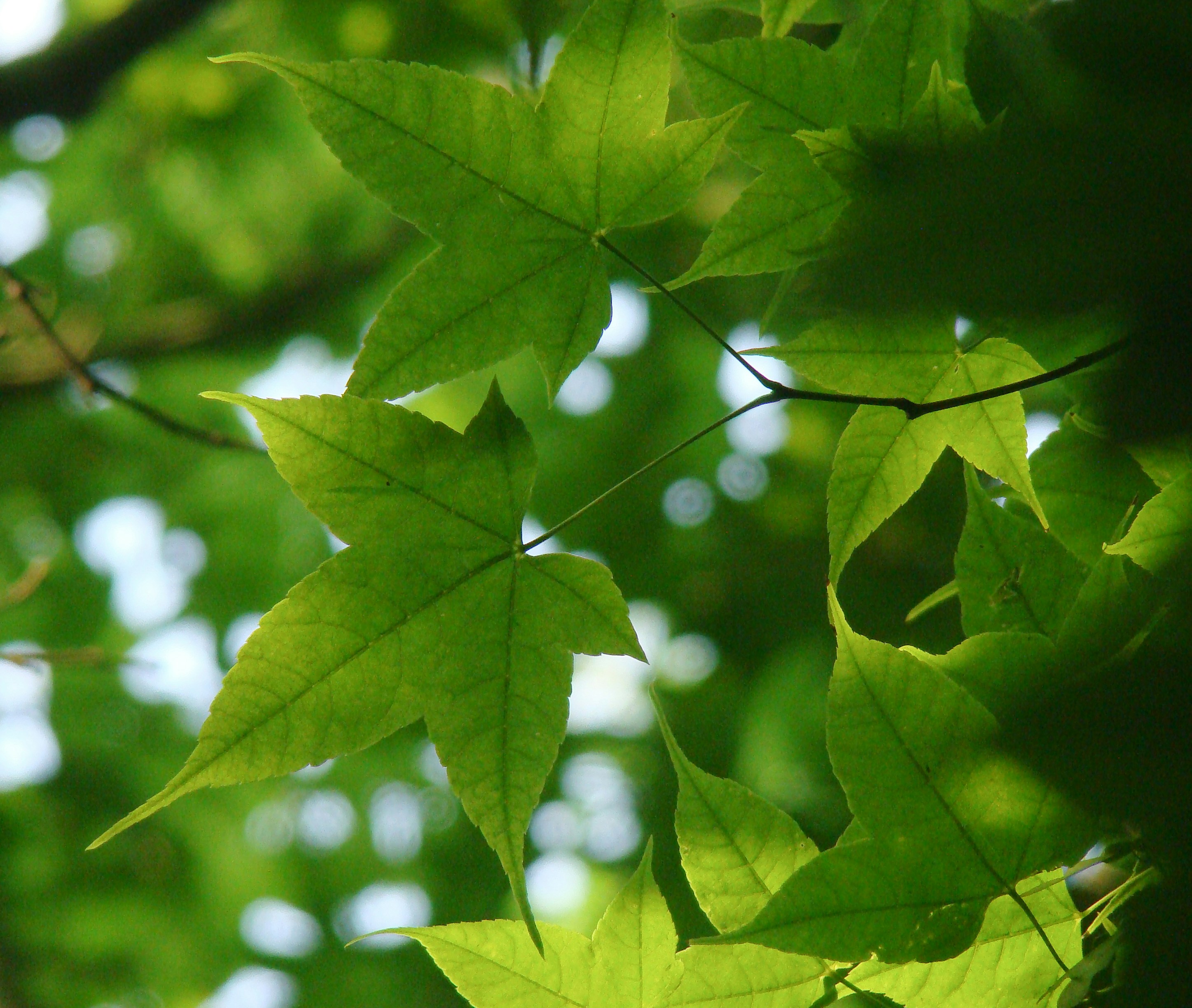 Photo by Yanping Ma with Sony Cyber-shot H9