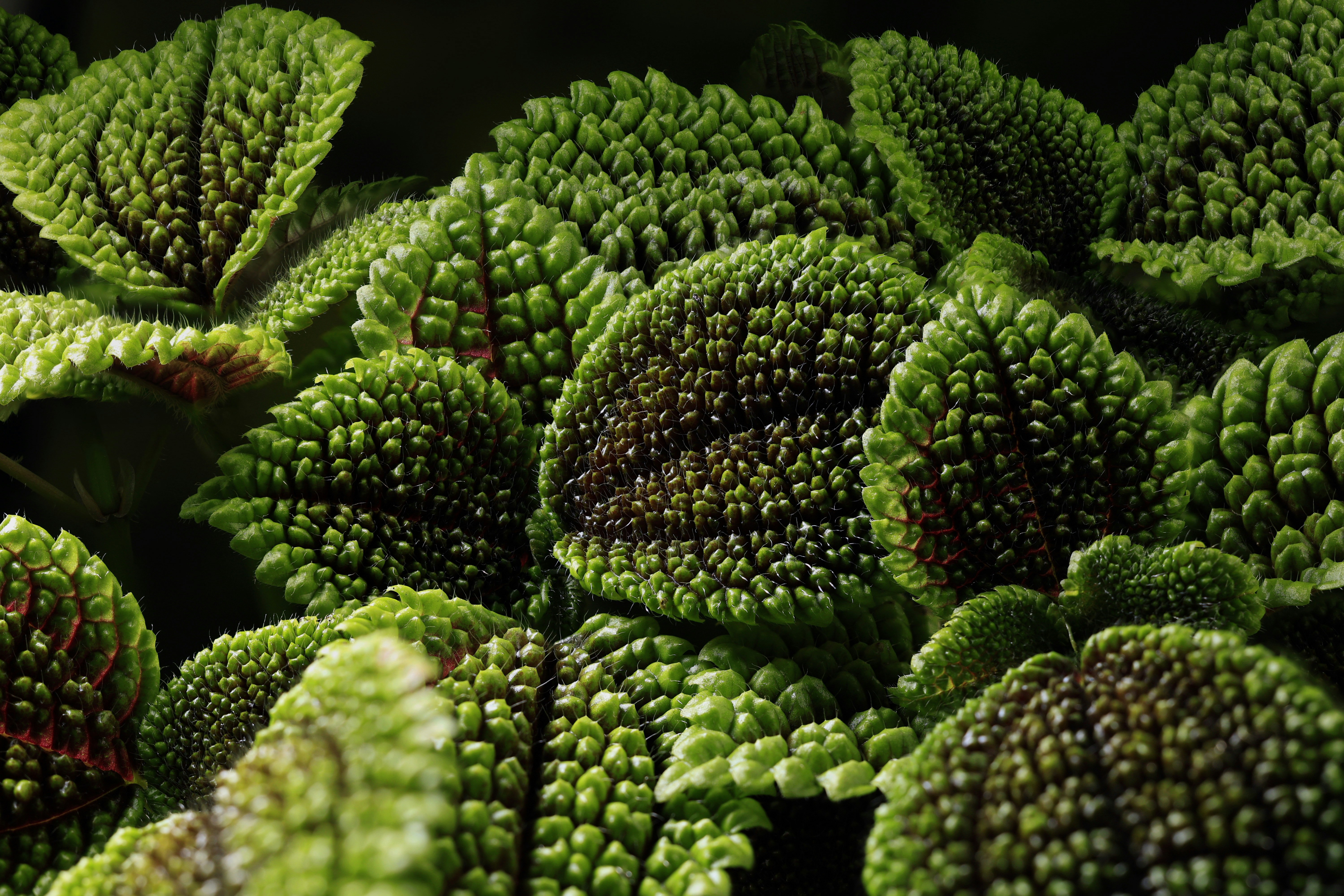 A close up of a bunch of green plants photo – Free Cairns qld Image on ...