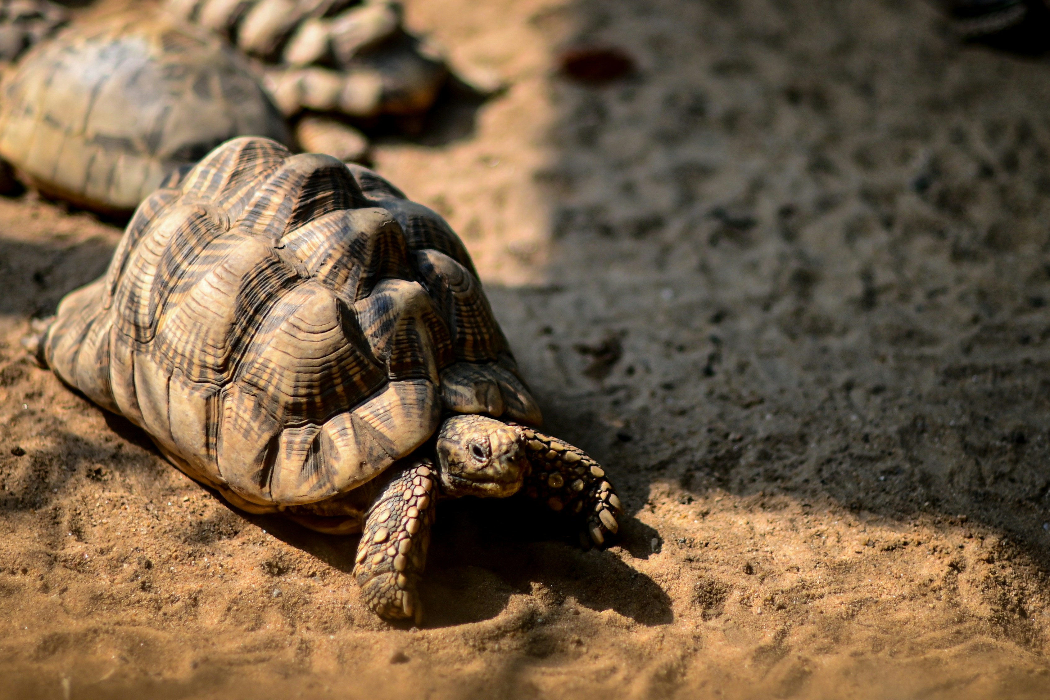 A couple of tortoises laying on top of a sandy ground photo – Free ...