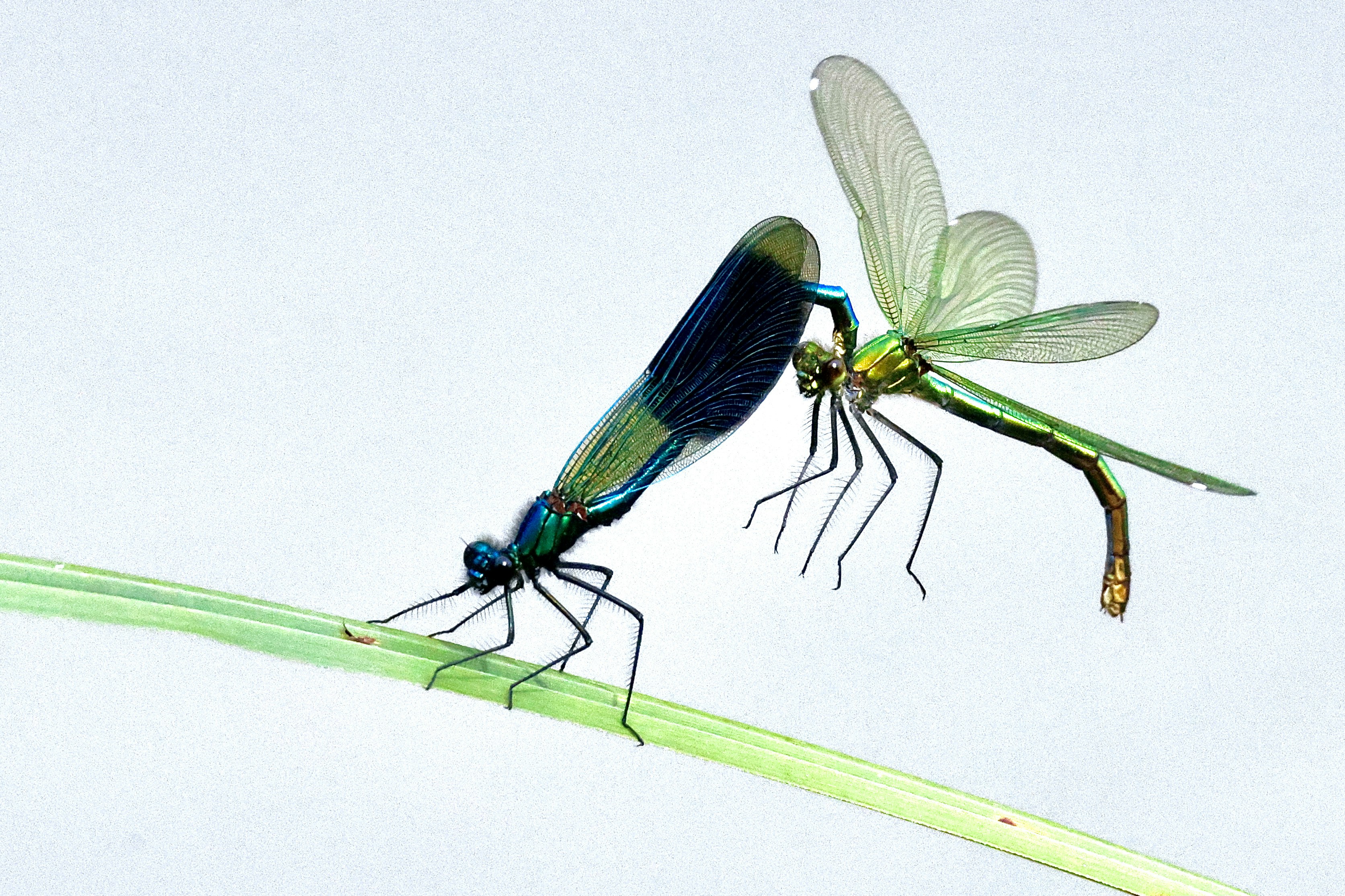 Indigo and Emerald in Tandem: Damselflies on a Sunlit Reed