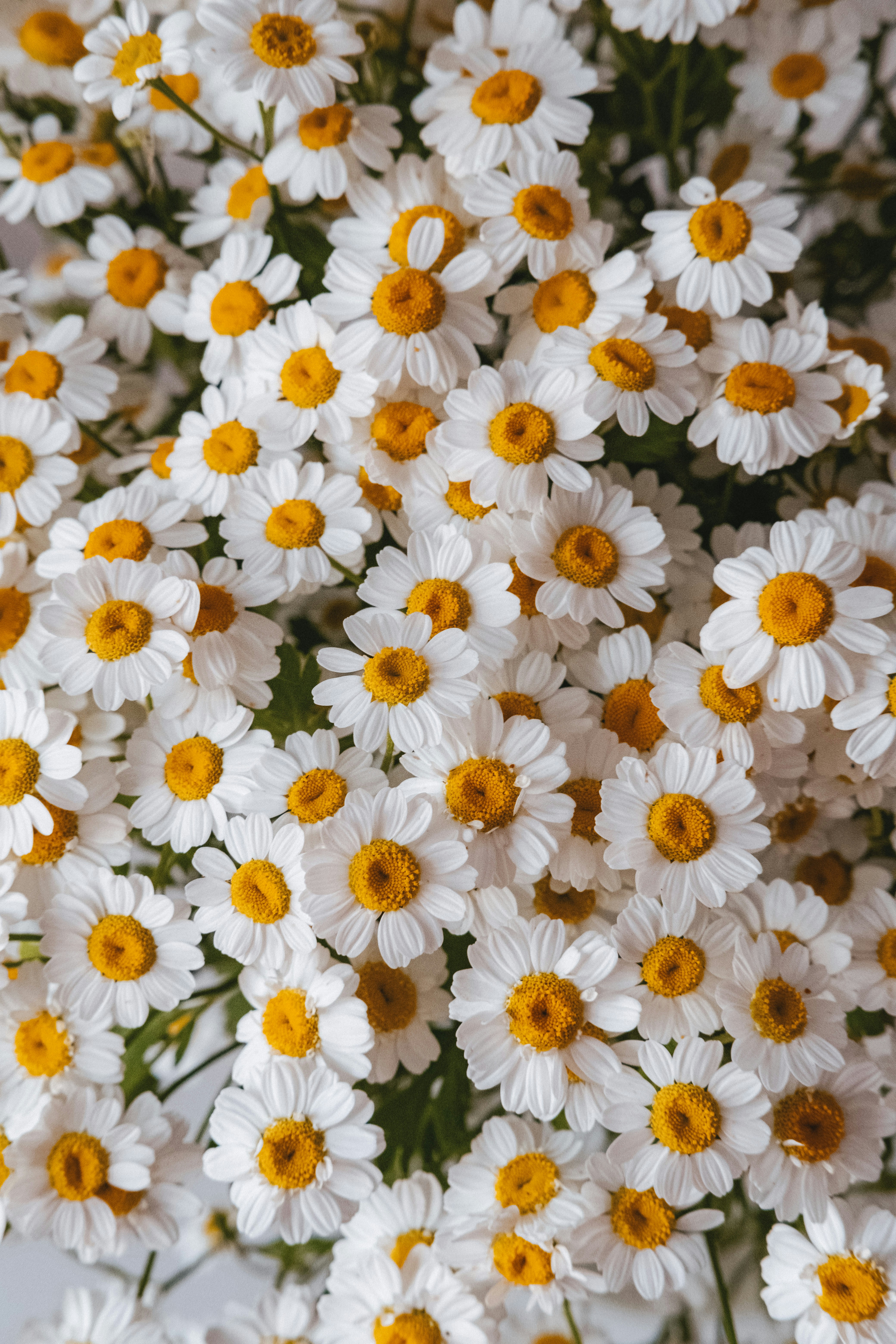 Vibrant cluster of white daisies with golden centers, showcasing nature's intricate beauty. Perfect for floral arrangements or seasonal decorations.