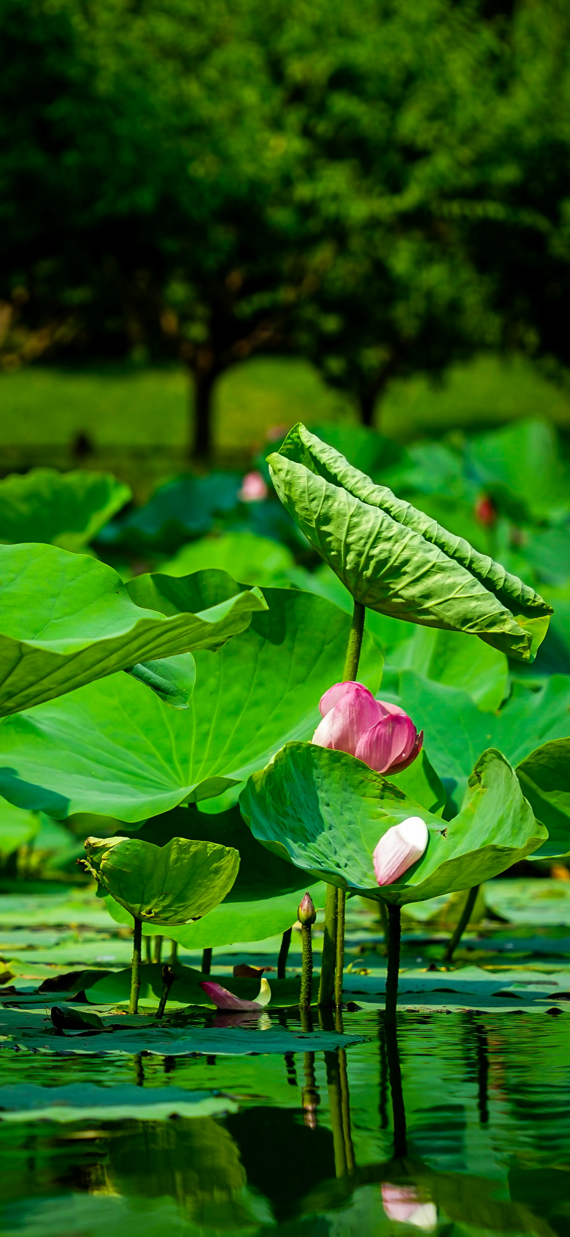 Une fleur rose pousse hors de l’eau photo – Photo Lotus Gratuite sur ...