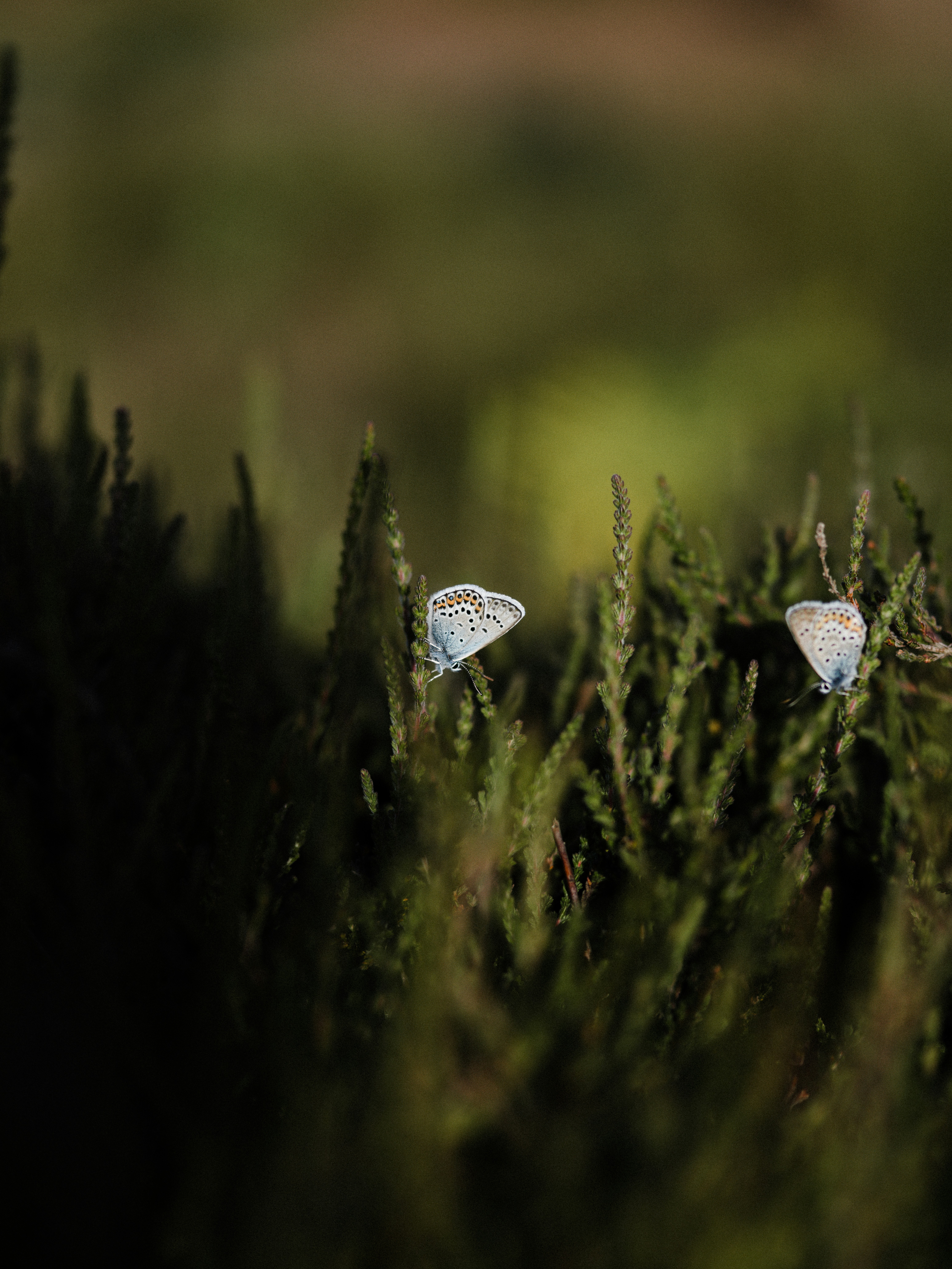 Two Pale Blue Butterflies in a Velvet-Moss Hush